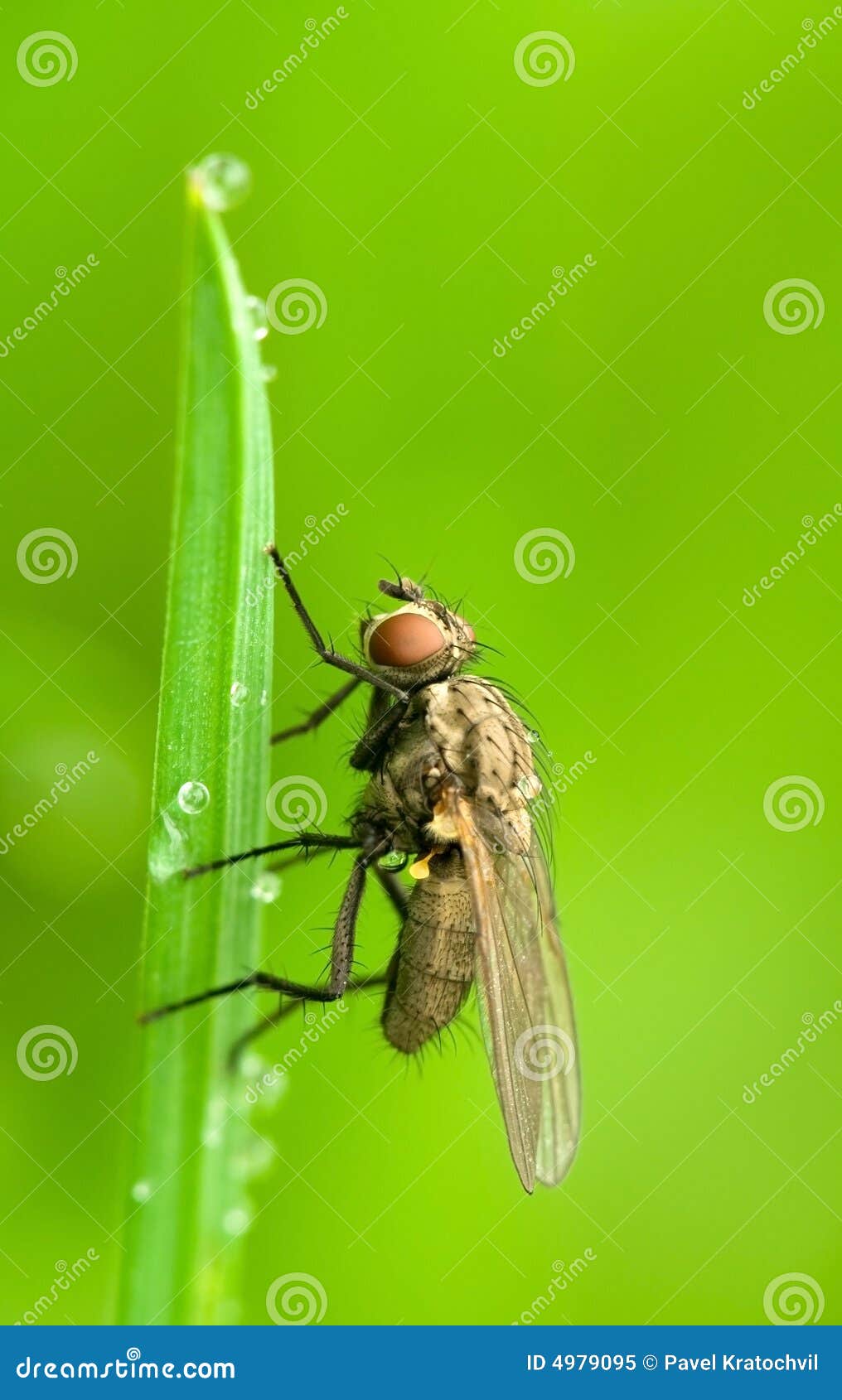 Fly stock image. Image of sitting, head, wild, wildlife - 4979095