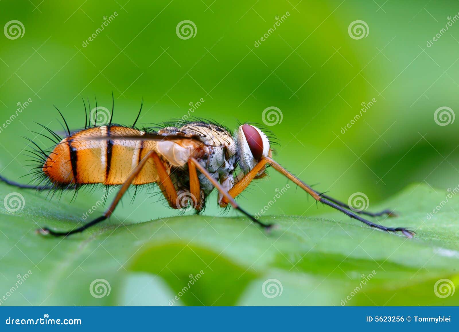 Fly stock photo. Image of colors, outdoor, macro, wildlife - 5623256