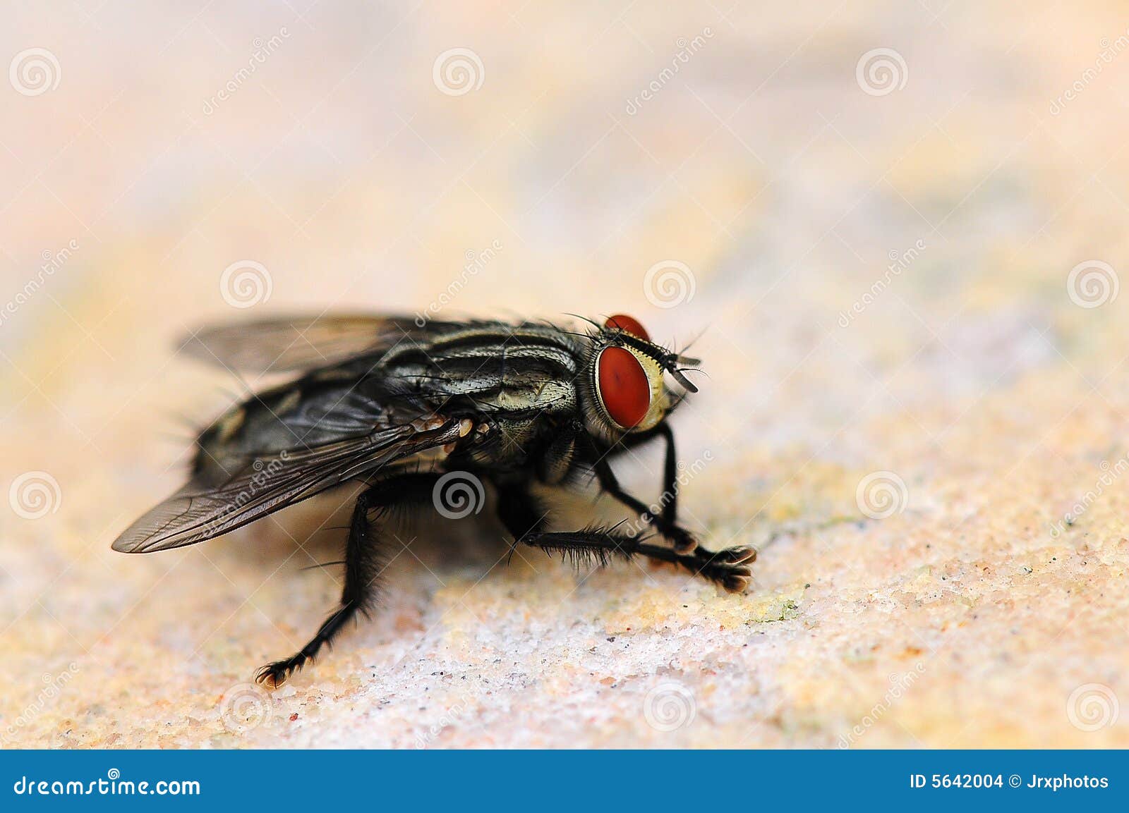 The Fly stock photo. Image of diptera, animals, pests - 5642004
