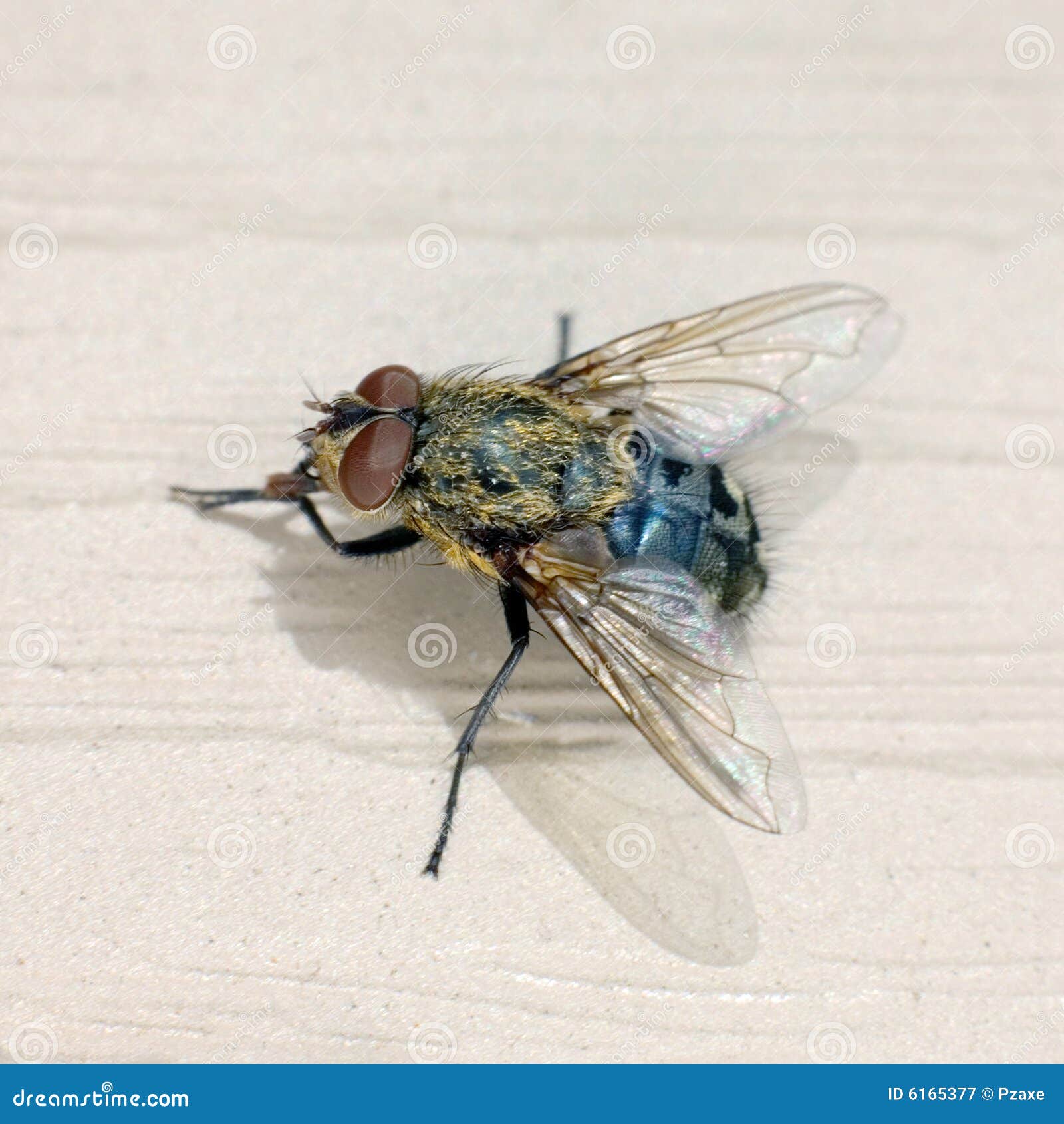 Fly stock image. Image of animal, wing, nature, proboscis - 6165377