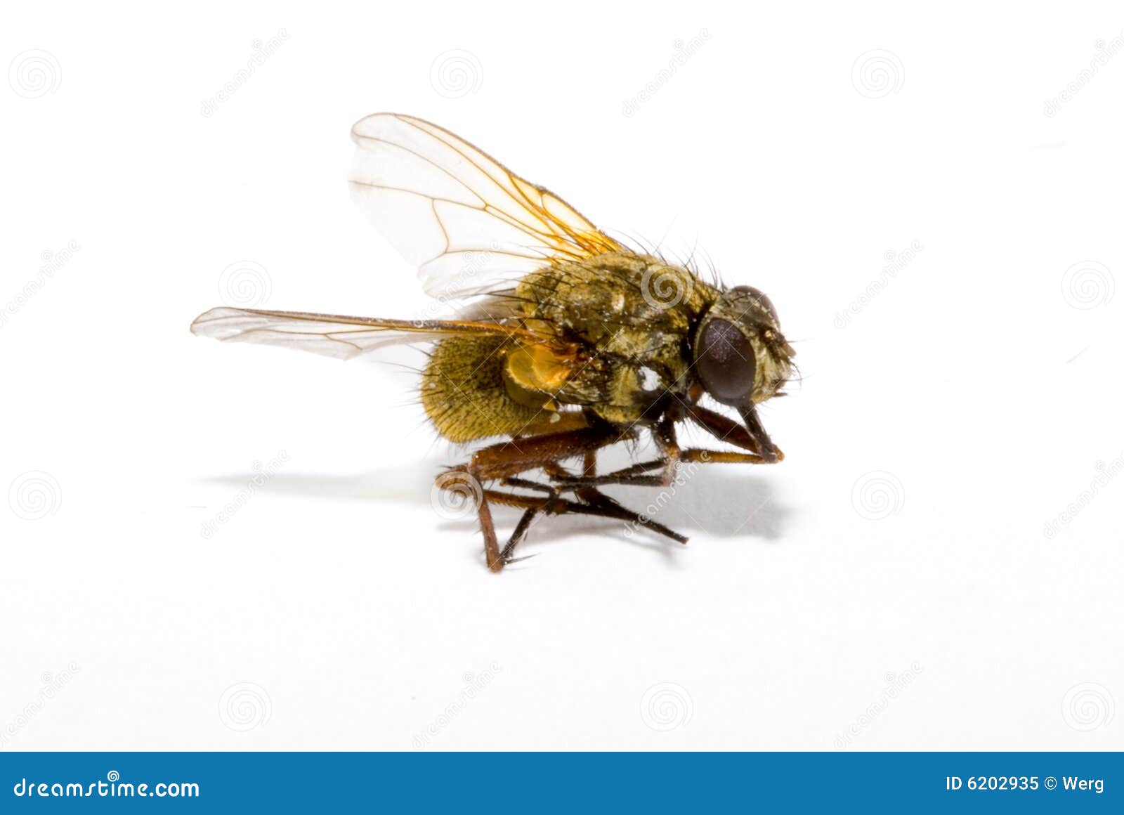 Fly stock image. Image of domestica, ugly, pest, wings - 6202935