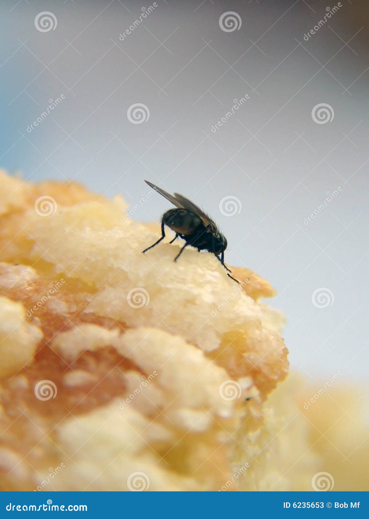 Fly on cake stock image. Image of house, body, insect - 6235653