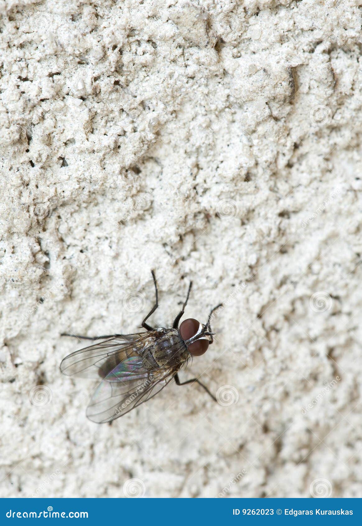 Fly Picture. Image: 9262023