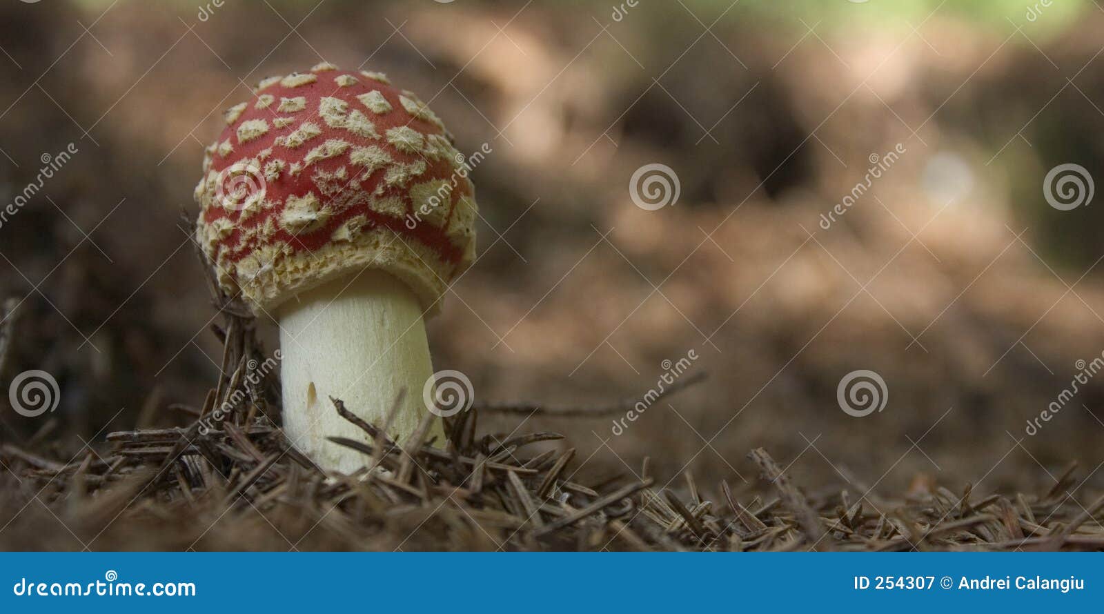 Fly agaric 1 stock image. Image of food, luxurious, forest - 254307