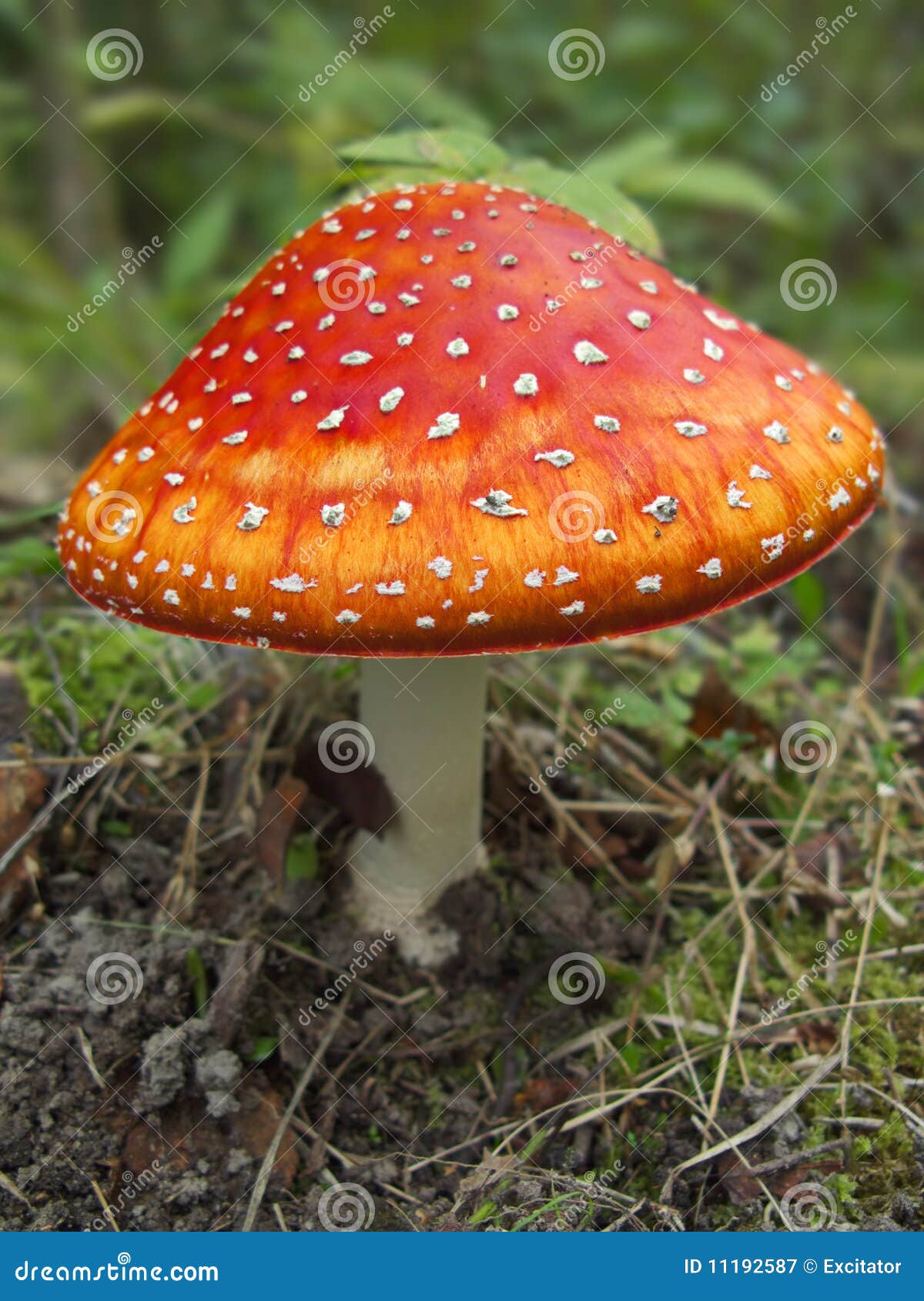 Fly agaric stock image. Image of forest, green, danger - 11192587
