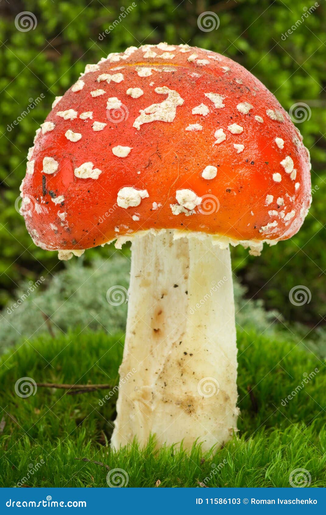 Fly agaric stock image. Image of natural, spotted, death - 11586103