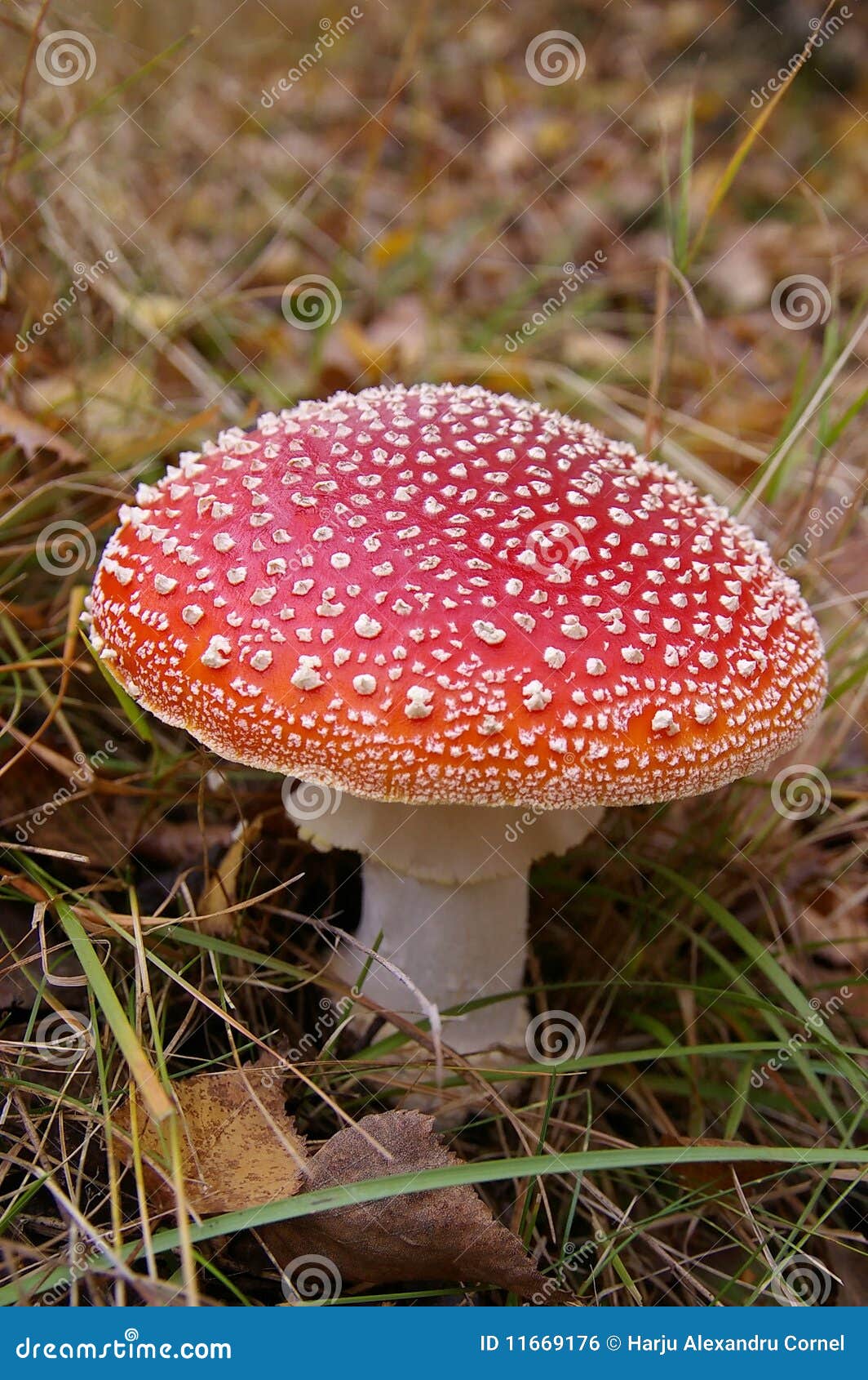 Fly - agaric stock photo. Image of fungus, toxicity, autumn - 11669176