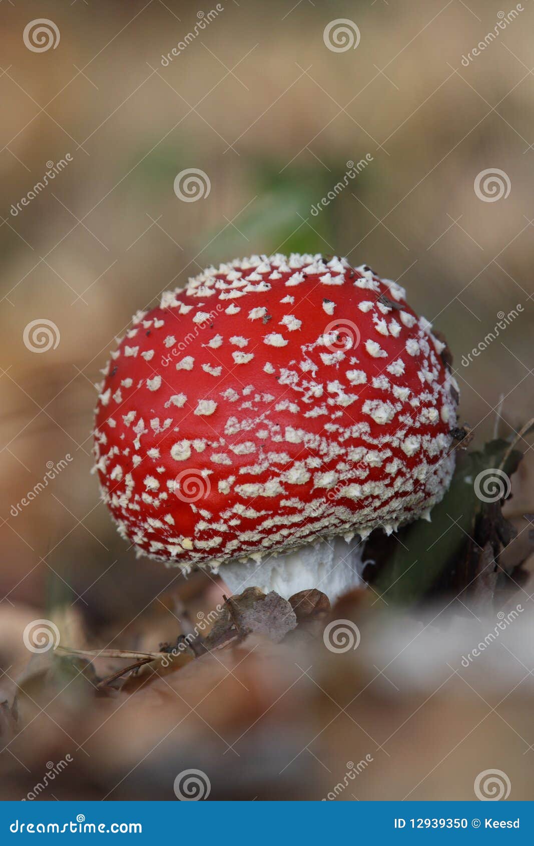 Fly agaric stock photo. Image of white, england, round - 12939350