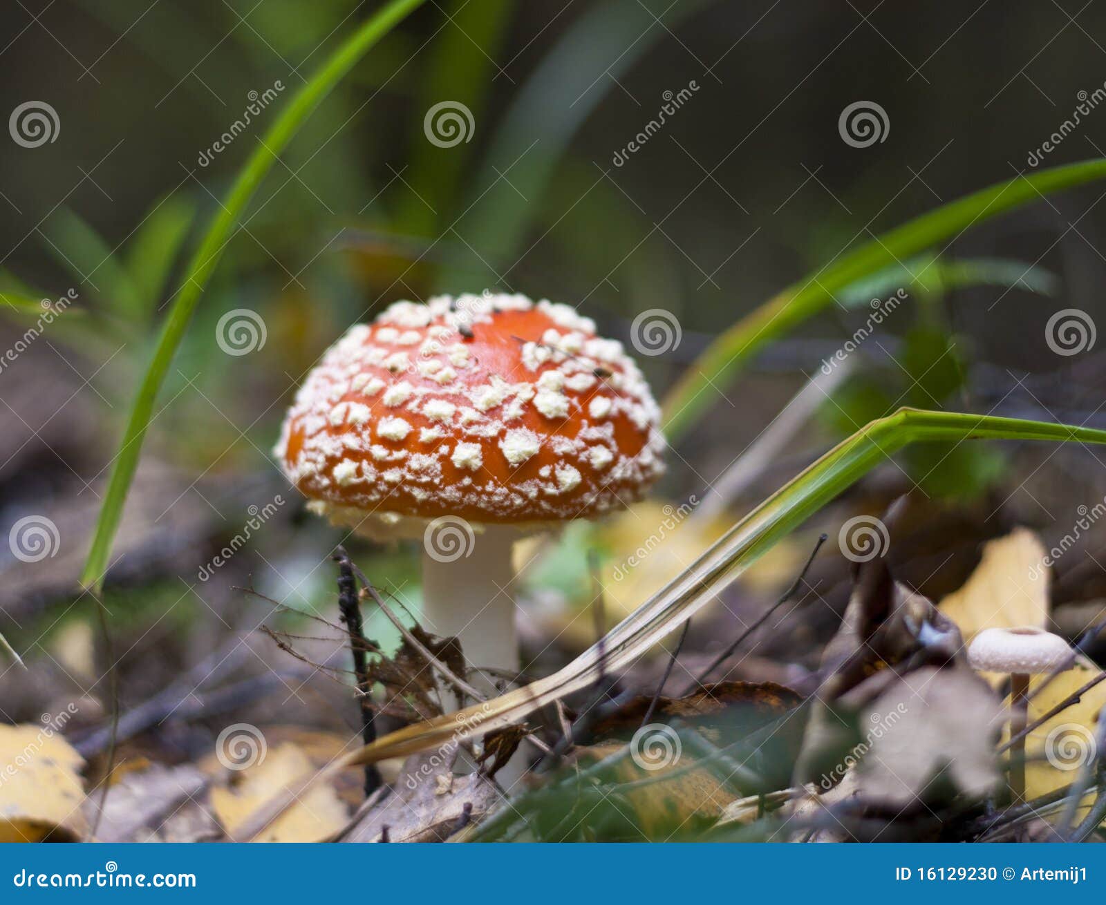 Fly agaric stock photo. Image of green, fungus, danger - 16129230