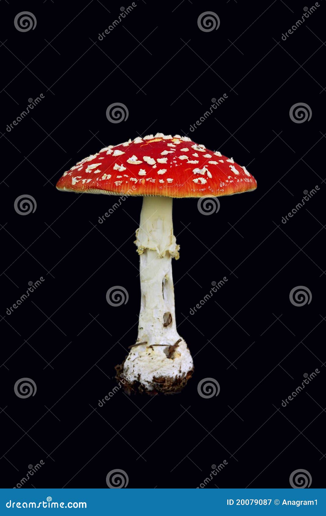 Fly agaric stock image. Image of plant, toxic, muscaria - 20079087