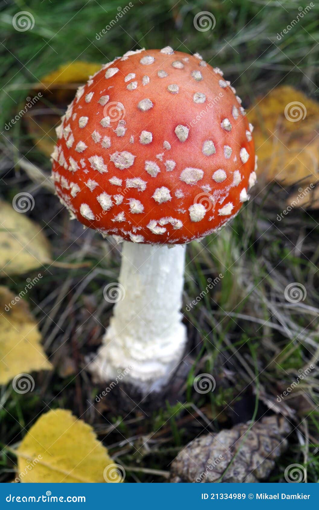 Fly agaric stock image. Image of spotted, agaric, fungus - 21334989