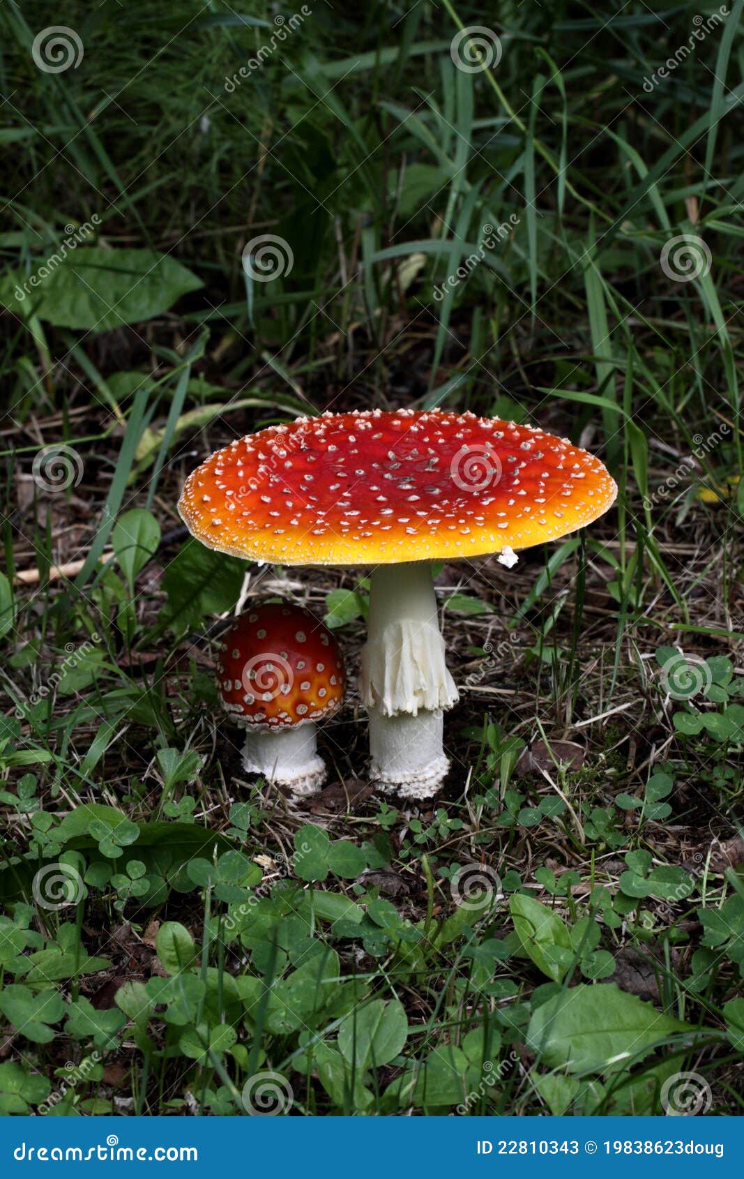 Fly Agaric stock image. Image of plant, grass, fungi - 22810343