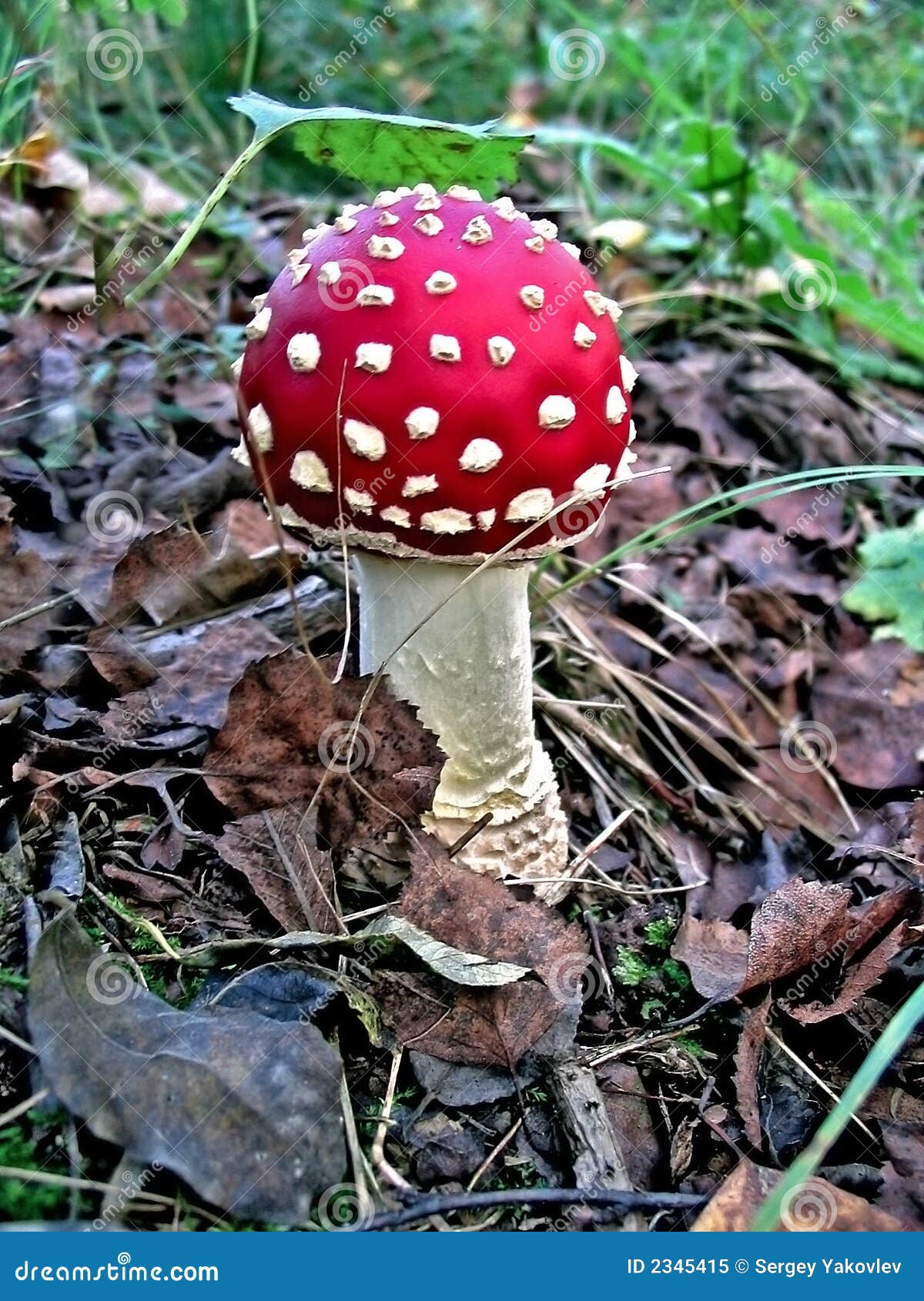 Fly agaric stock image. Image of bedding, grow, autumn - 2345415
