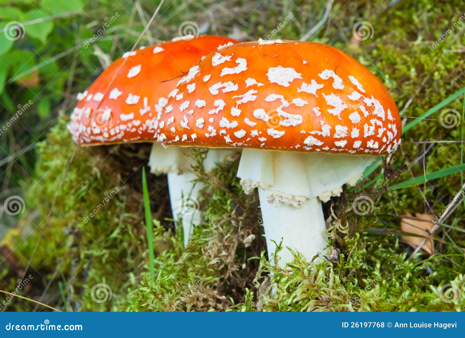 Fly agaric stock photo. Image of forest, nature, toxic - 26197768