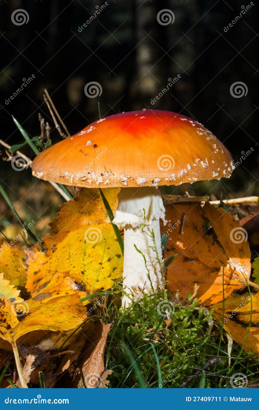 Fly Agaric stock image. Image of mycology, colorful, dots - 27409711