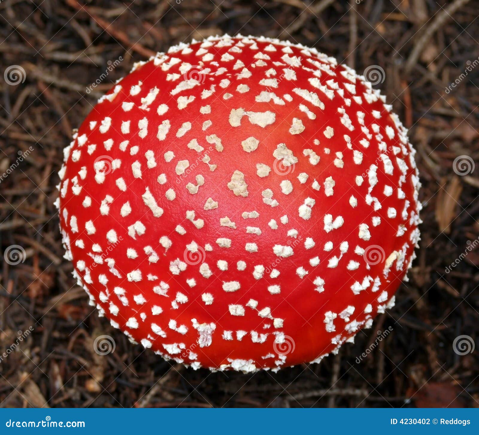 Fly-agaric stock photo. Image of concept, forest, muscaria - 4230402