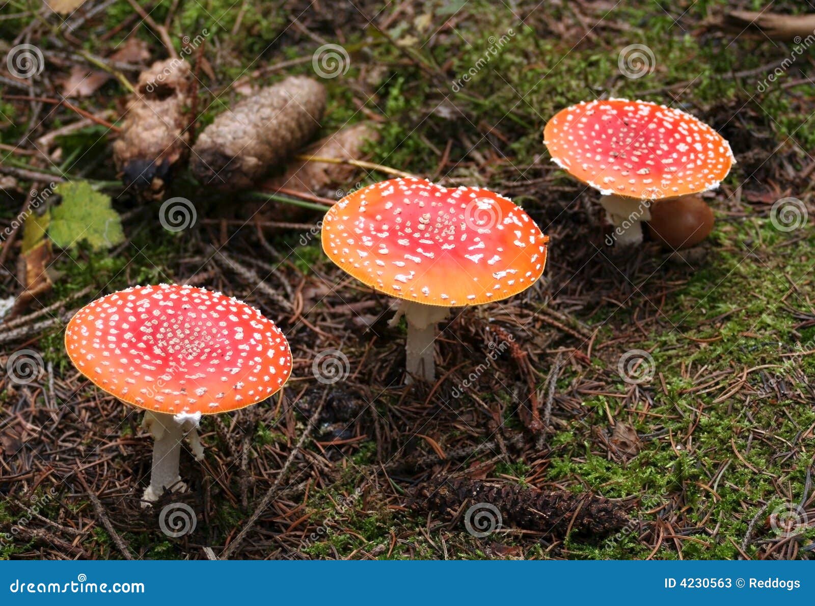 Fly-agaric stock image. Image of beautiful, flocks, macro - 4230563