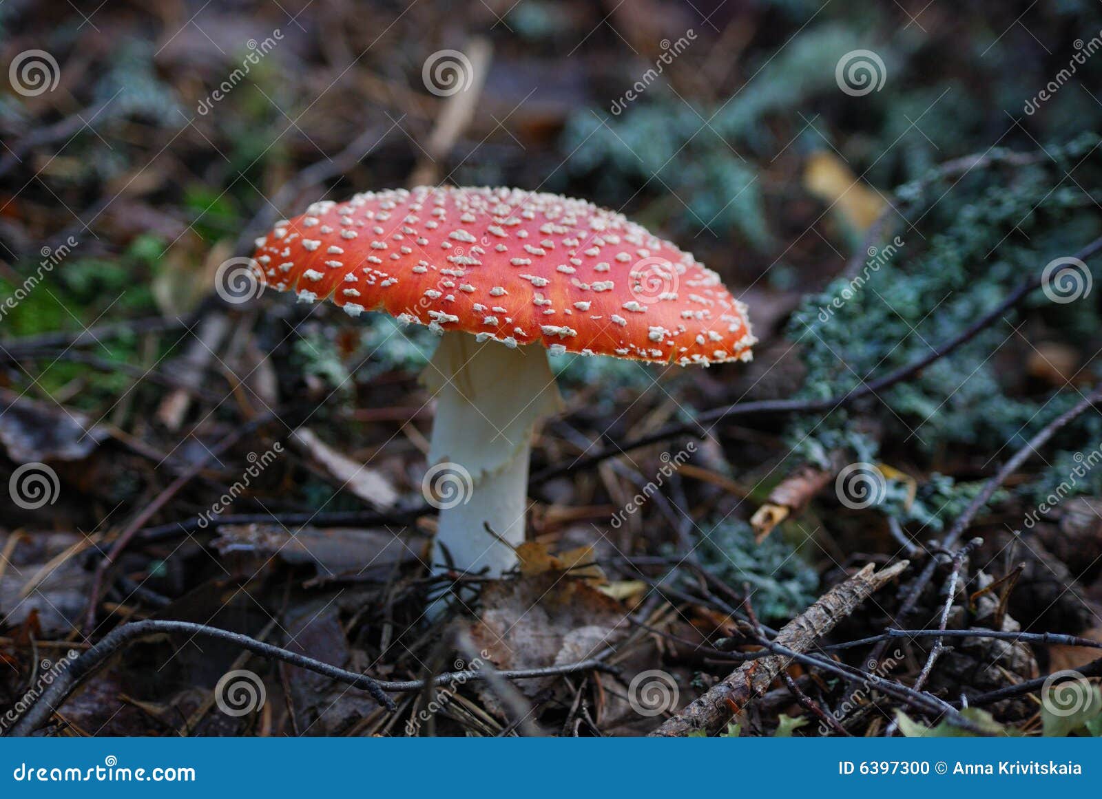 Fly-agaric stock photo. Image of fungus, lethal, dangerous - 6397300