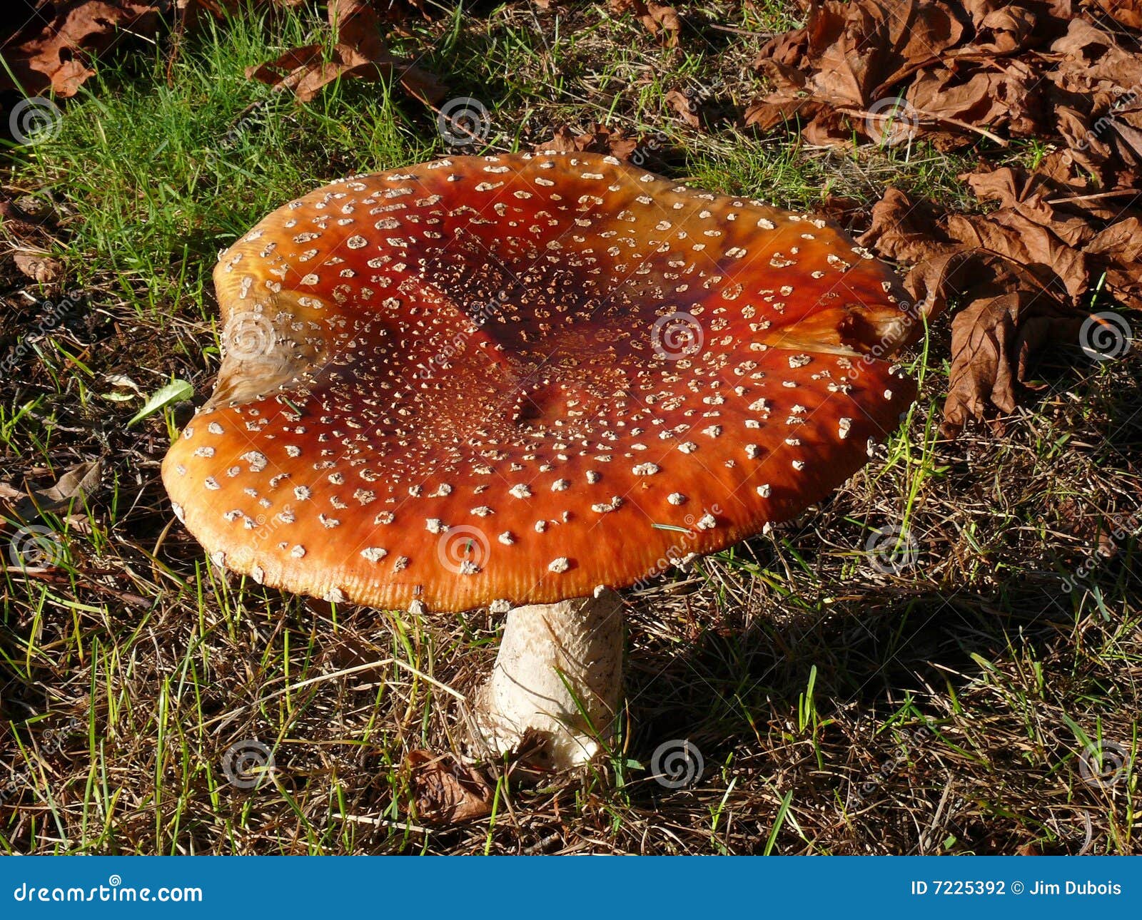 Fly Agaric stock photo. Image of fall, grass, field, fungus - 7225392