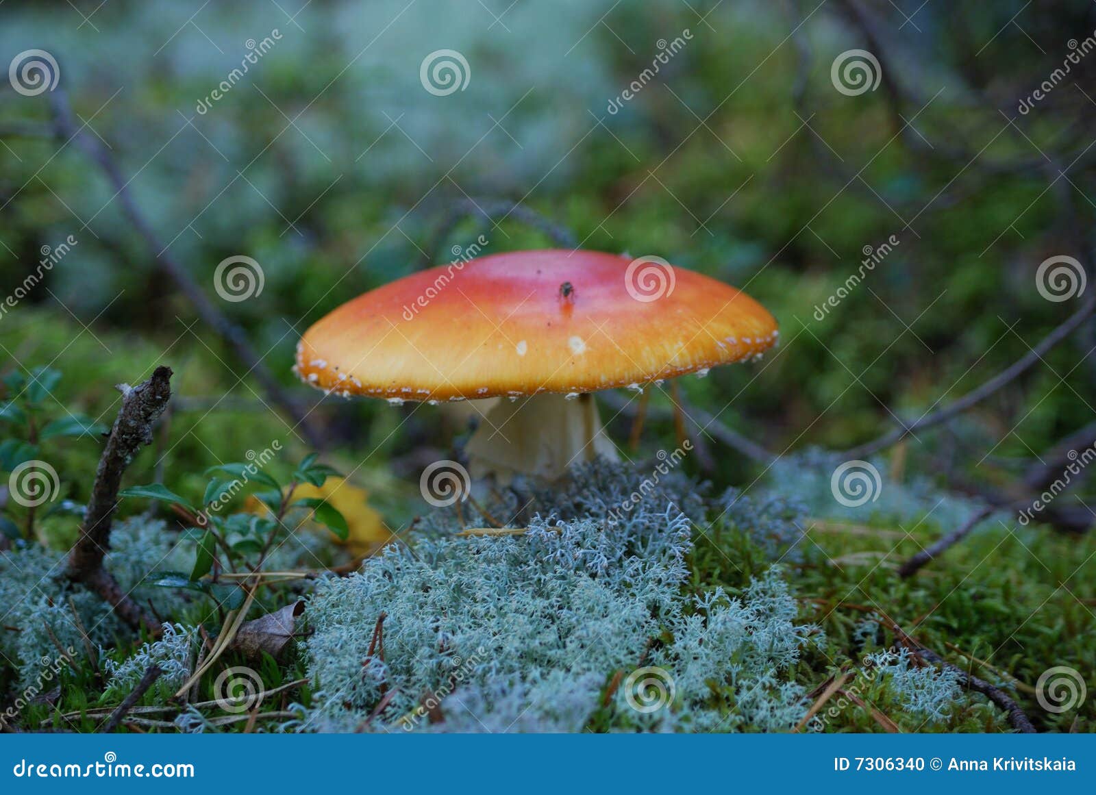 Fly-agaric stock photo. Image of poison, inedible, nature - 7306340