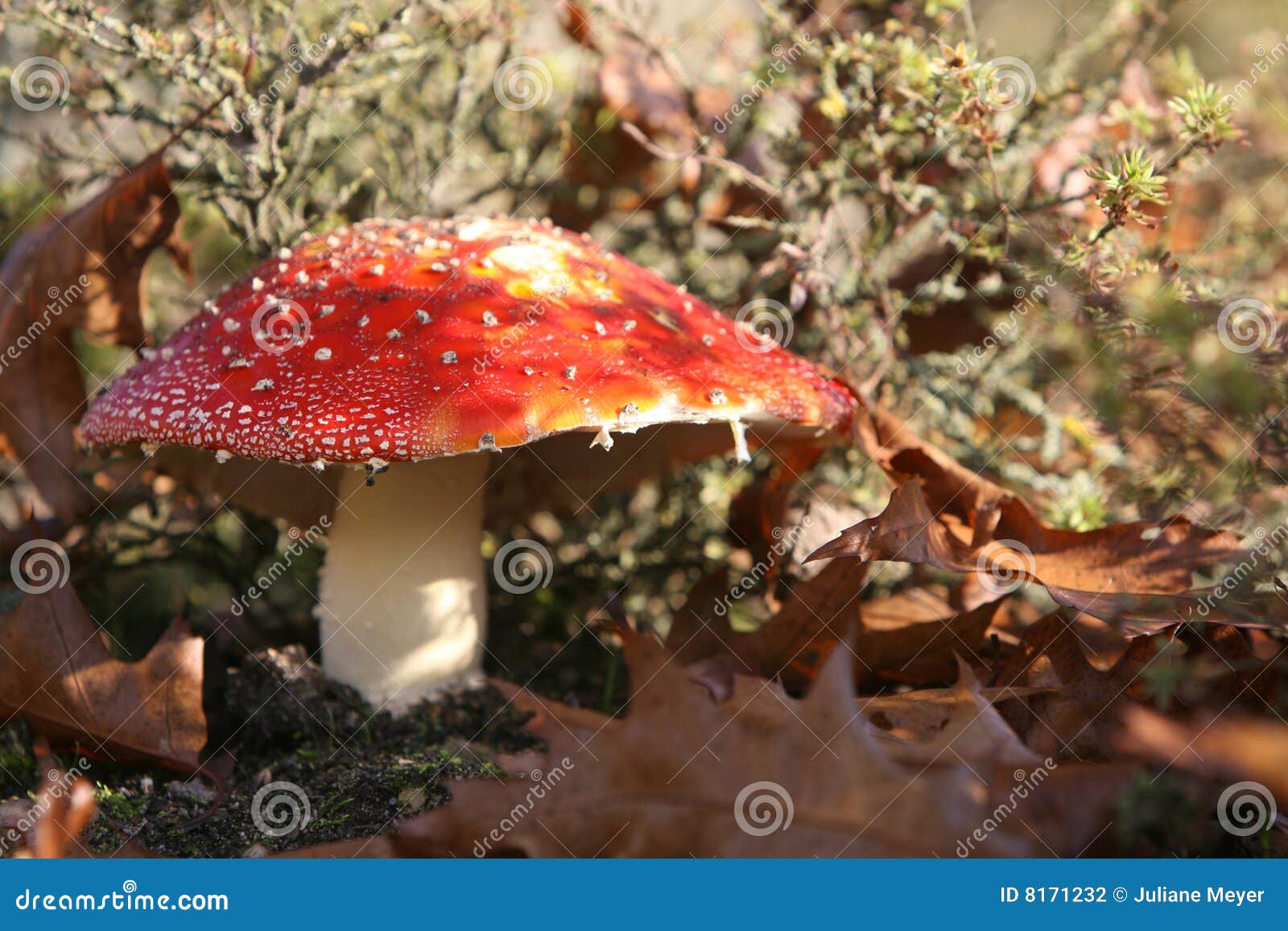 Fly agaric stock photo. Image of light, mushroom, leaf - 8171232