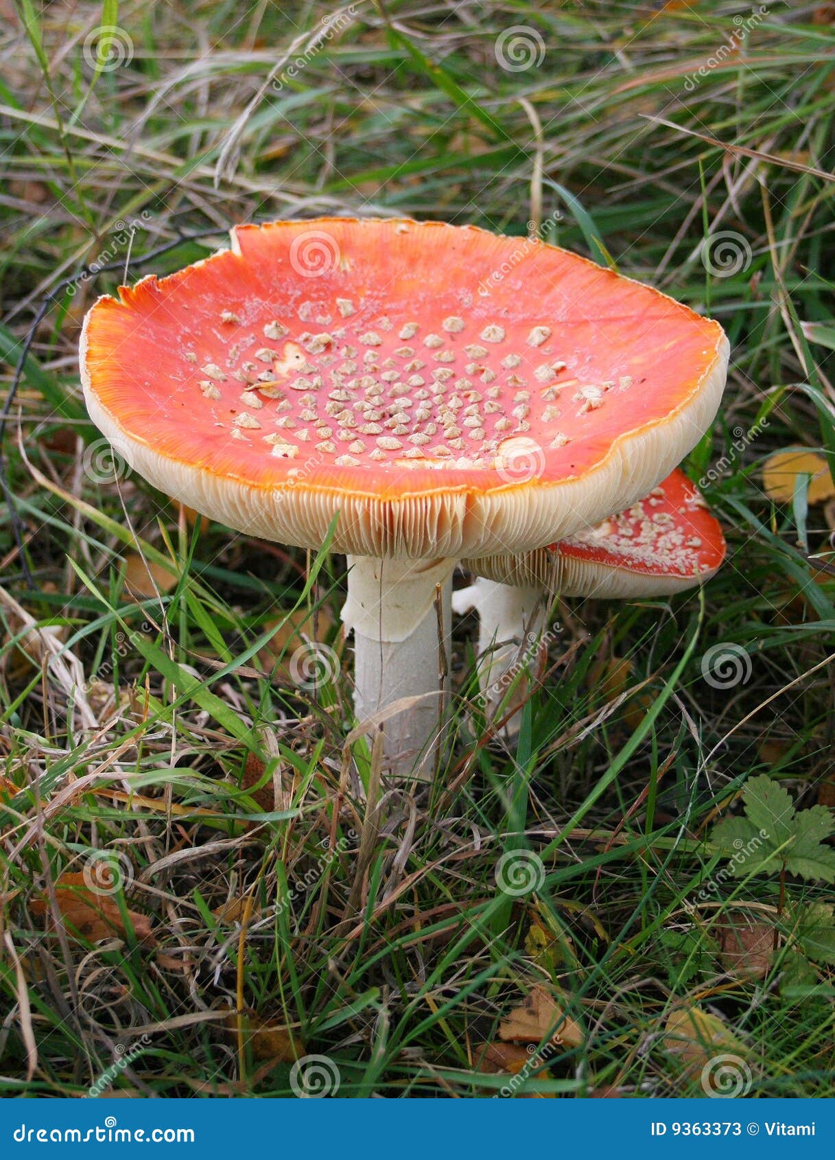 Fly agaric stock image. Image of acid, mycetes, dotted - 9363373