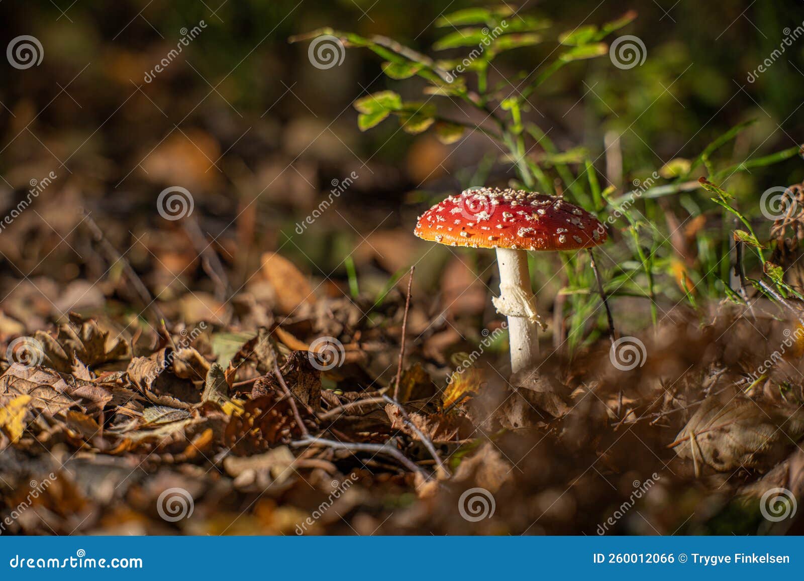 Fly Agaric Amanita Muscaria in a Forest at Fall.. Stock Photo - Image ...