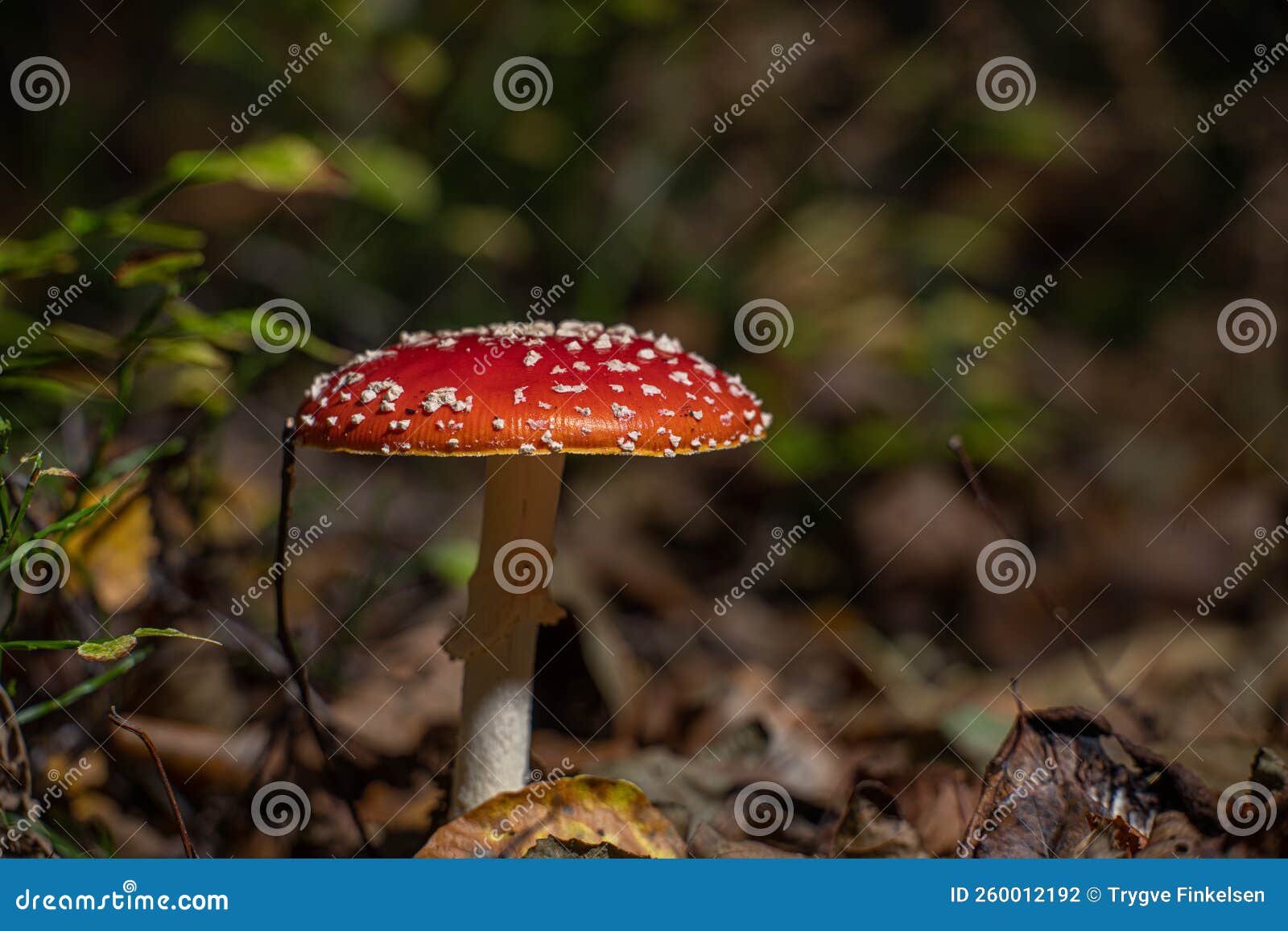 Fly Agaric Amanita Muscaria in a Forest at Fall.. Stock Photo - Image ...