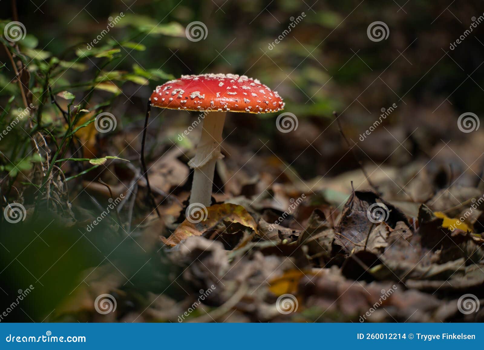Fly Agaric Amanita Muscaria in a Forest at Fall.. Stock Photo - Image ...