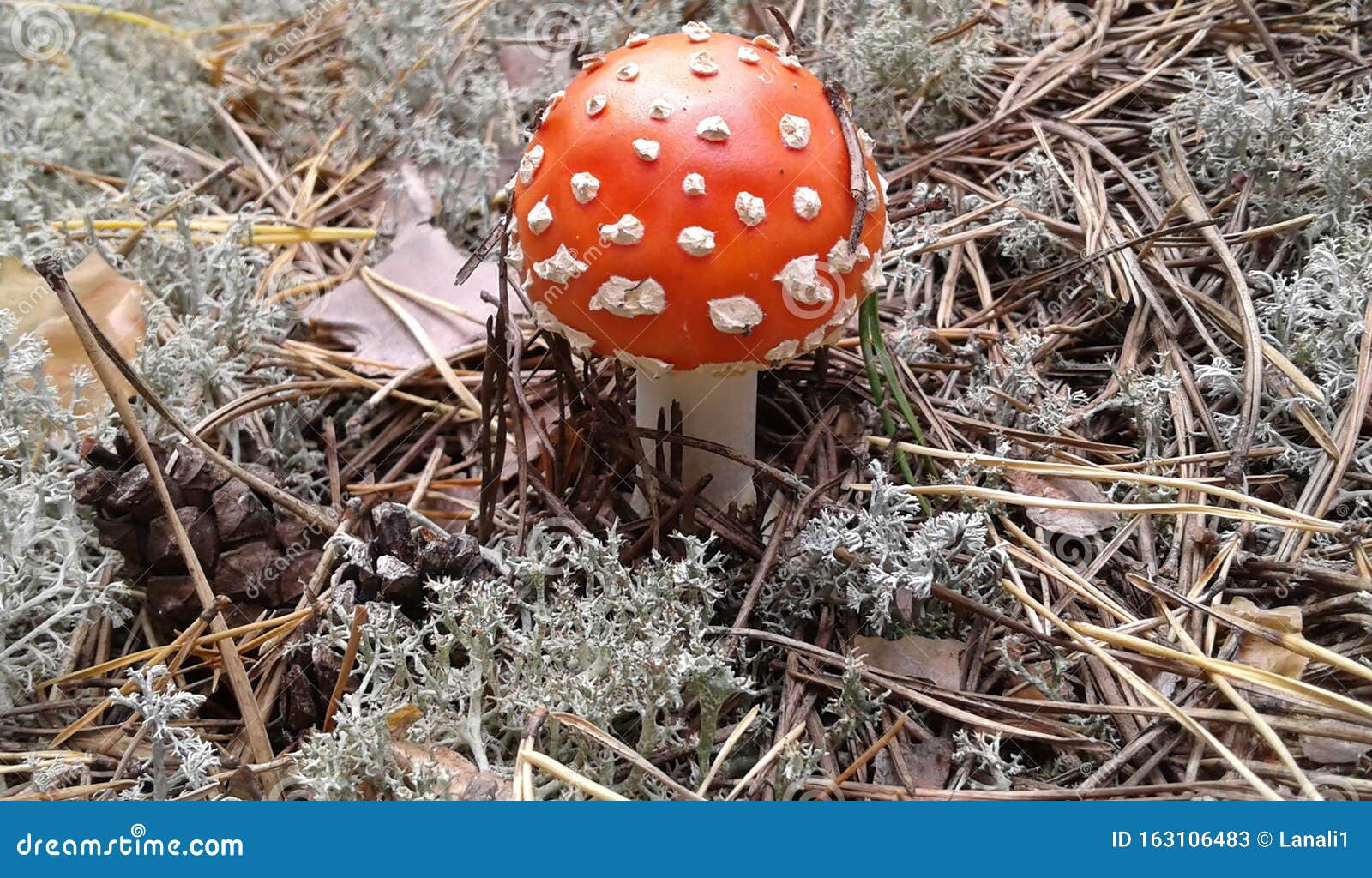 Fly Agaric. Amanita - Small Poisonous Mushroom. Red Mushroom in a Dry ...