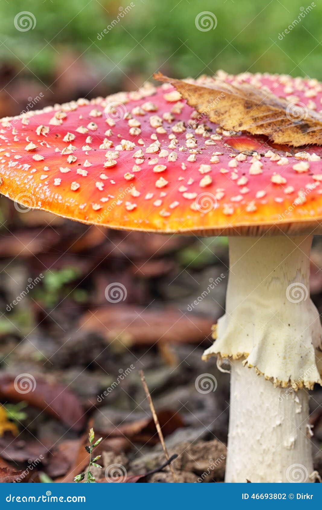 Fly Agaric stock photo. Image of poison, wood, fungus - 46693802