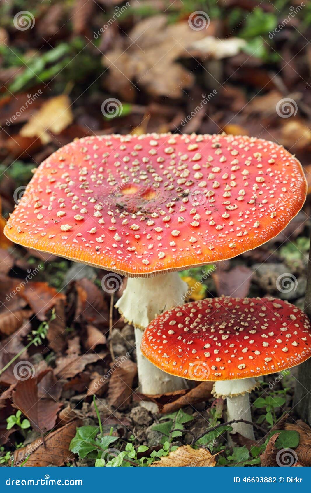 Fly Agaric stock photo. Image of toadstool, spotted, poisonous - 46693882
