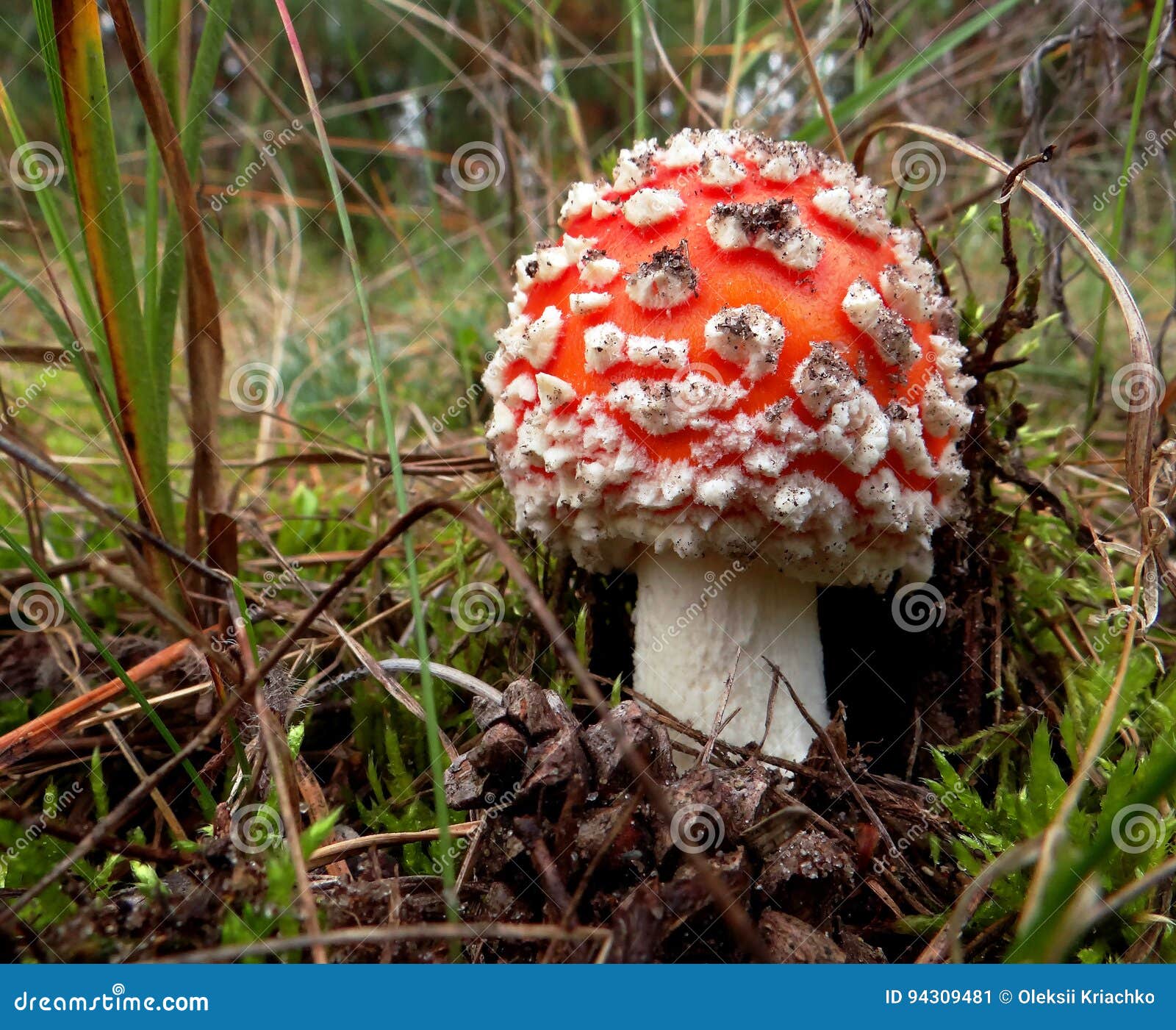 Fly agaric stock image. Image of agaric, mushrooms, inedible - 94309481