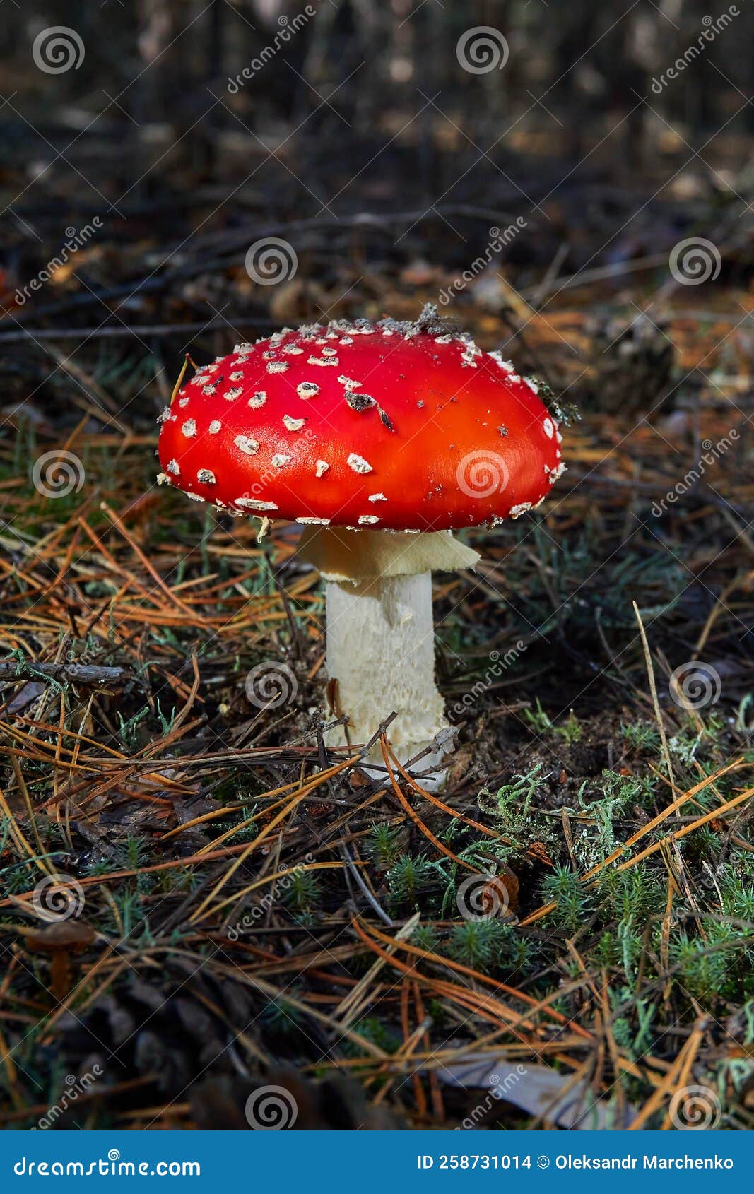 Fly Agaric in a Clearing, among Dry Fallen Pine Needles and Branches ...