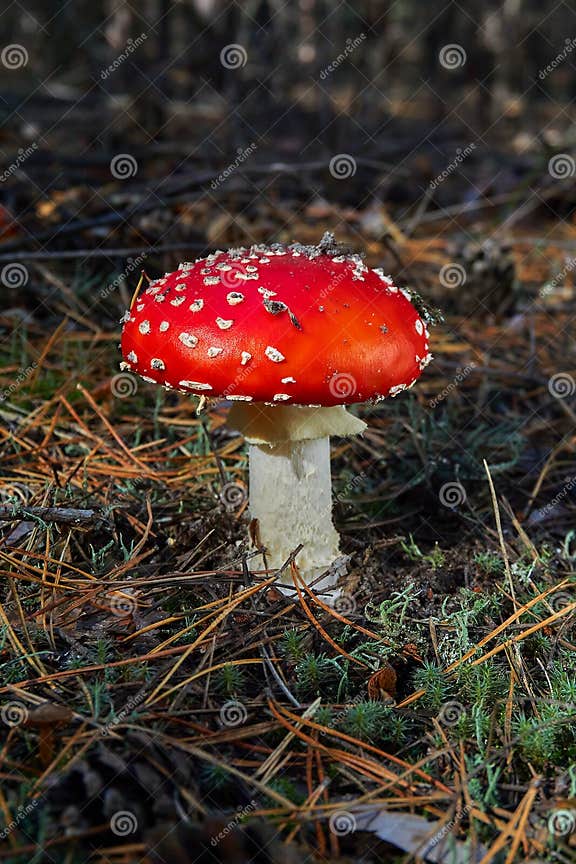 Fly Agaric in a Clearing, among Dry Fallen Pine Needles and Branches ...