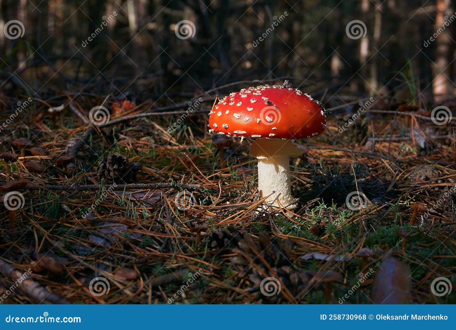 Fly Agaric in a Clearing, among Dry Fallen Pine Needles and Branches ...