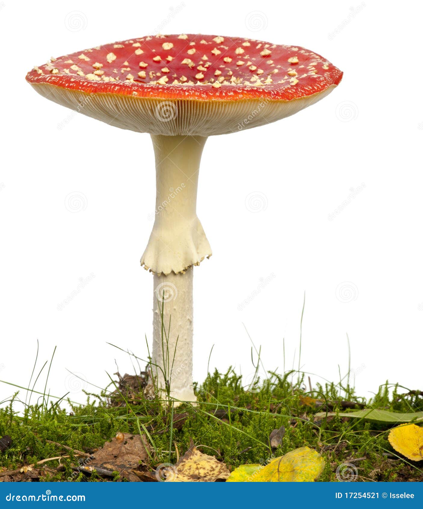 Fly Agaric or Fly Amanita Mushroom Stock Image - Image of species ...