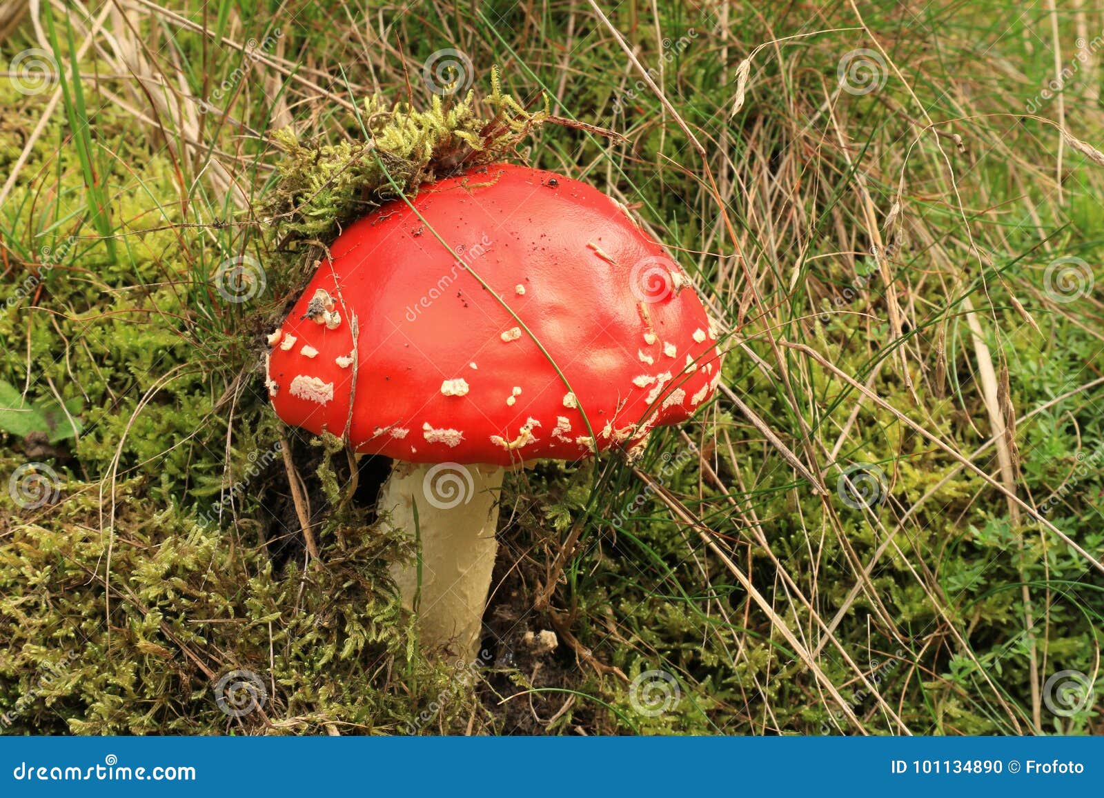 Fly agaric stock photo. Image of toadstool, amanita - 101134890