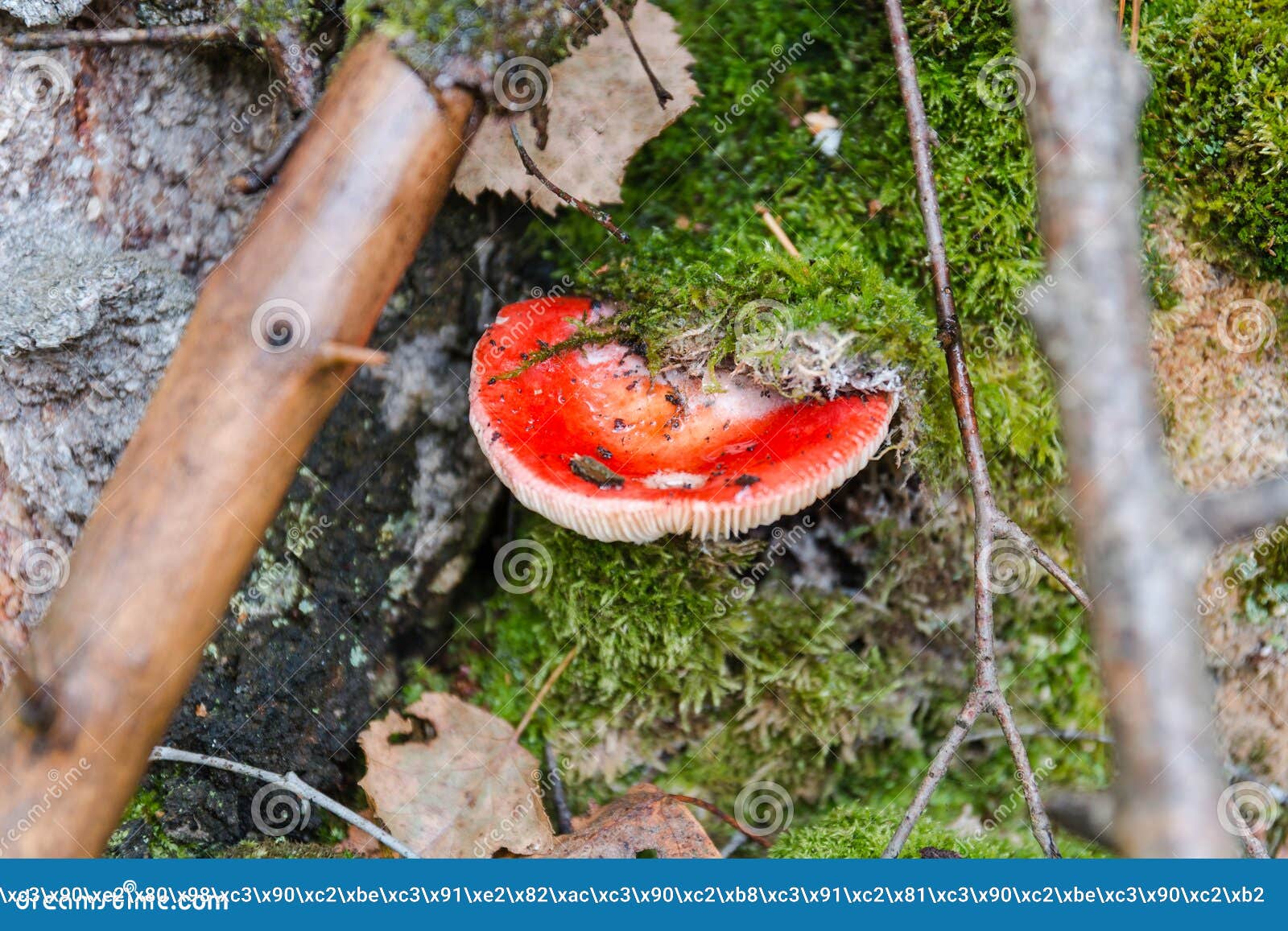 The Fly Agaric Grows on the Trunk of a Tree Stock Photo - Image of ...