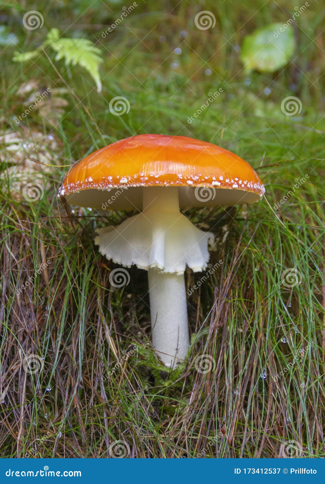 Fly agaric stock image. Image of outdoor, fungi, nature - 173412537