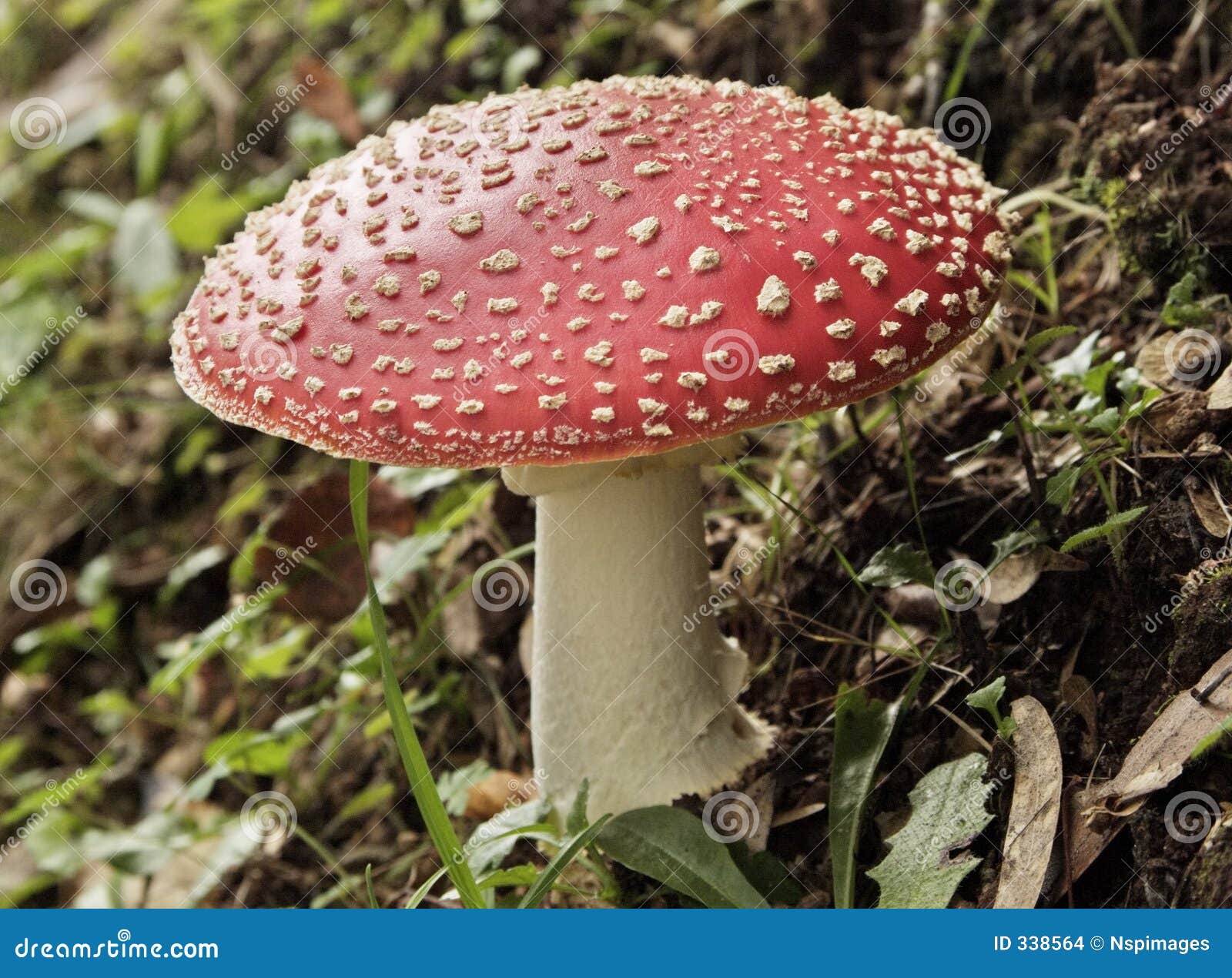 253 Muscarine Mushroom Stock Photos - Free & Royalty-Free Stock Photos ...