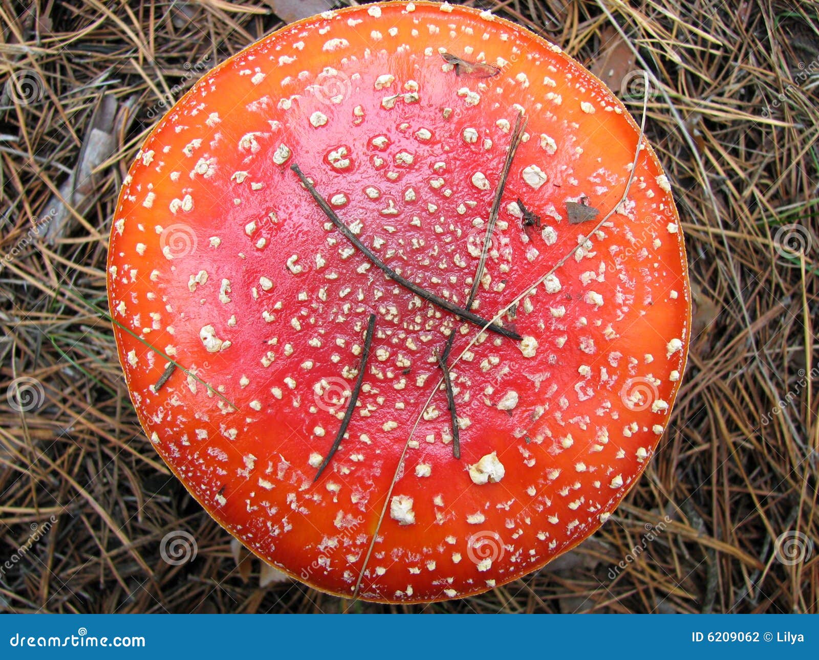 Fly agaric mushroom stock photo. Image of freshness, toadstool - 6209062