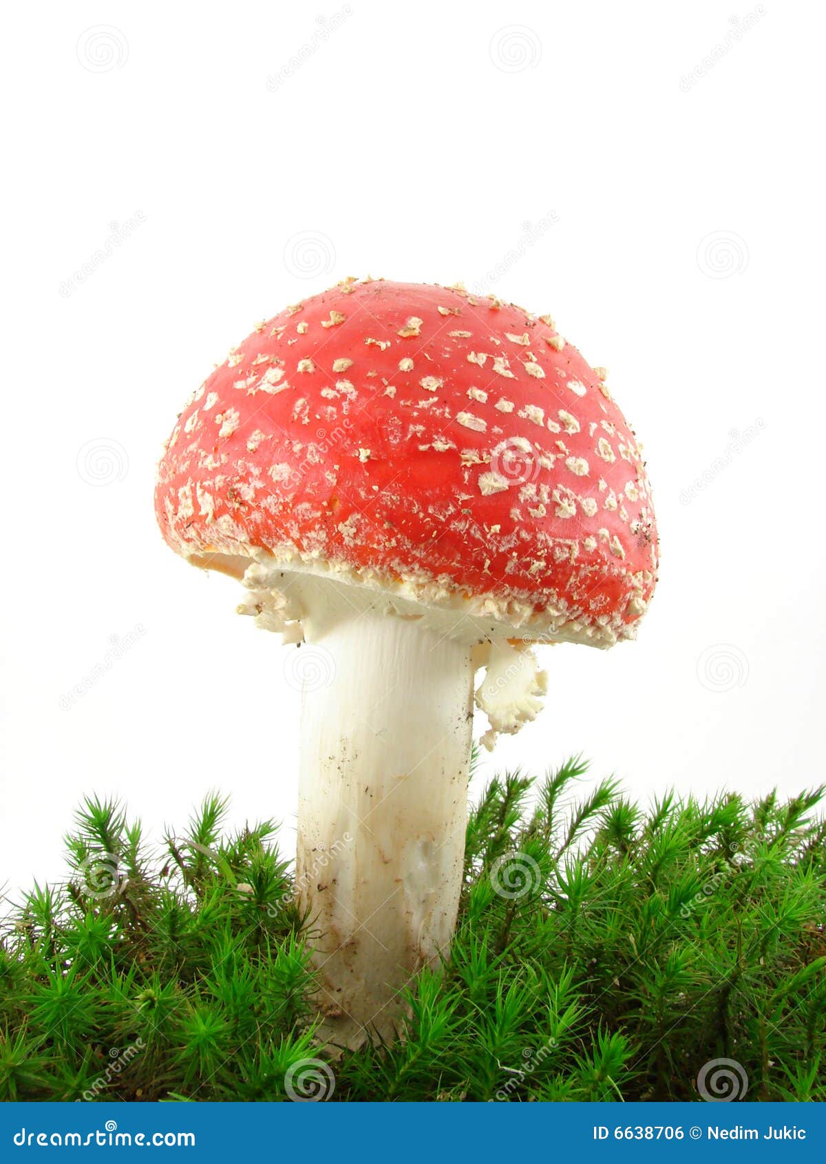 Fly agaric mushroom stock photo. Image of nature, season - 6638706