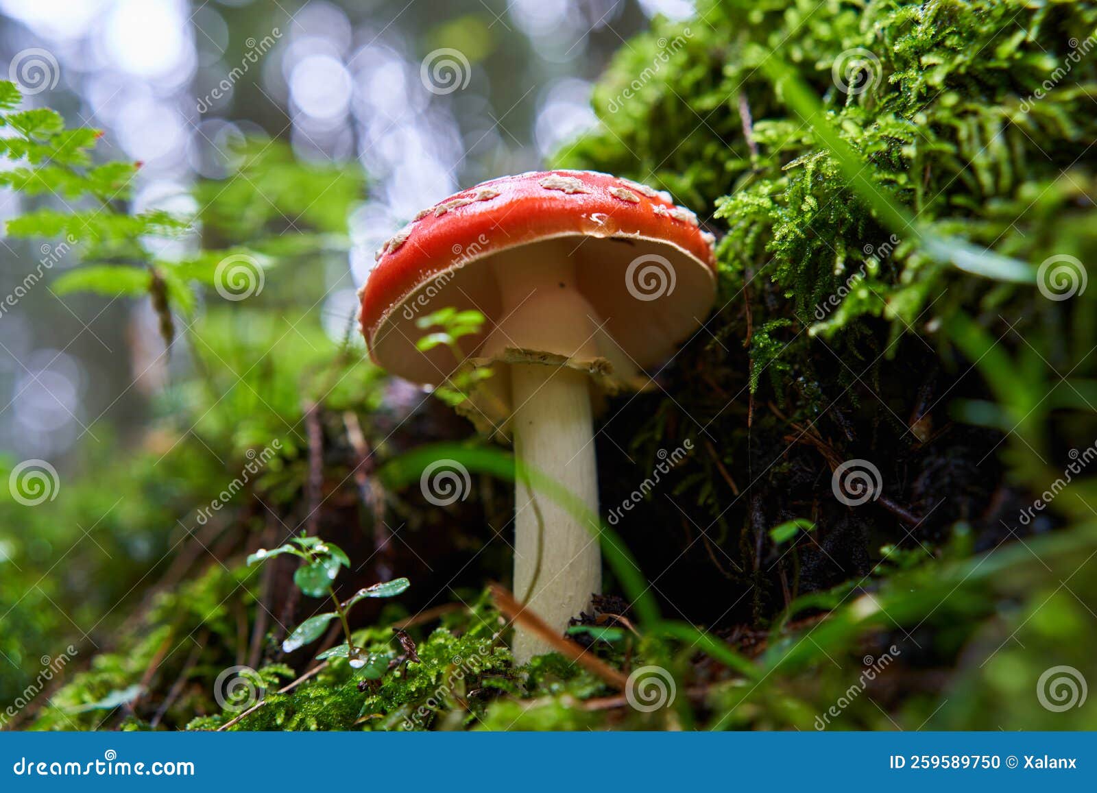 Fly agaric mushroom stock photo. Image of macro, amanita - 259589750 Fly agaric mushroom stock photo. Image of macro, amanita - 259589750