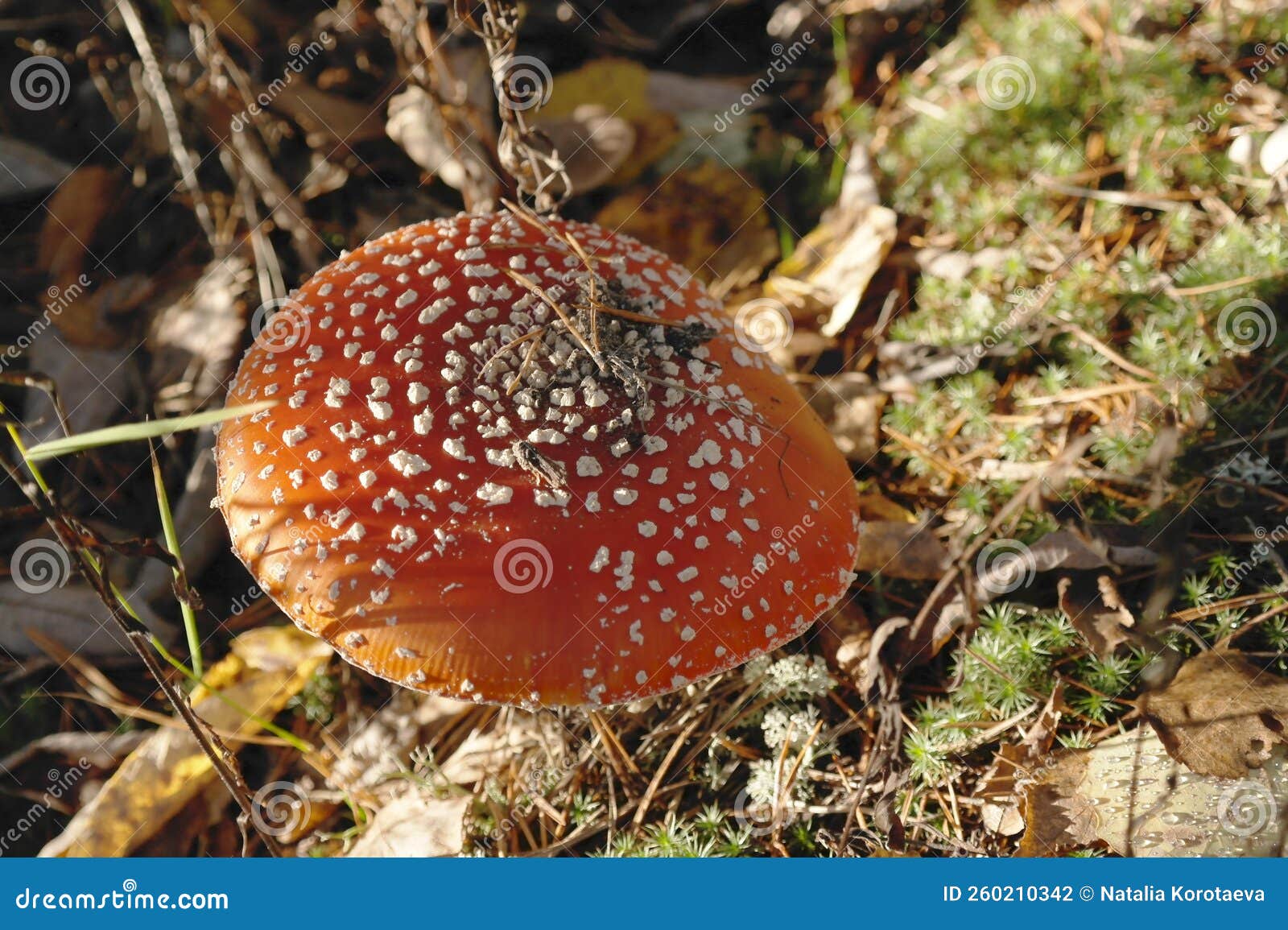 Fly Agaric Mushroom Grows on the Edge of the Forest Stock Photo - Image ...
