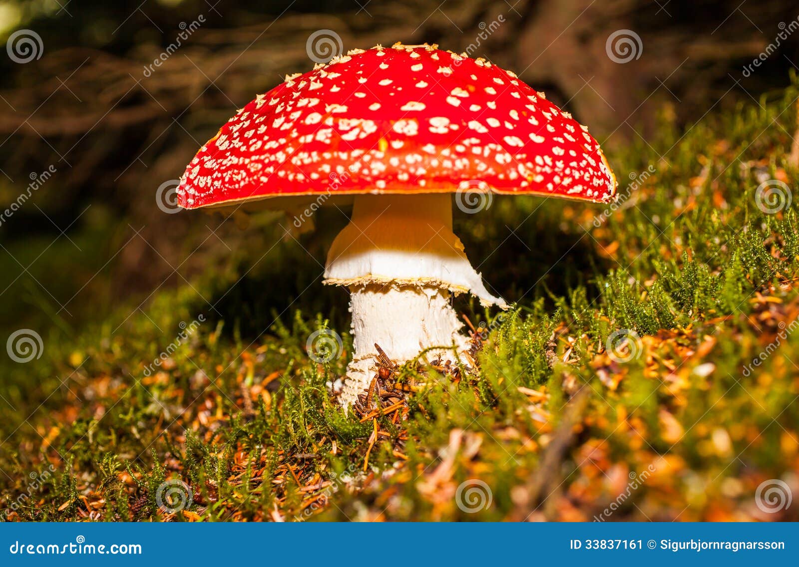 Fly Agaric Mushroom stock image. Image of fall, danger - 33837161