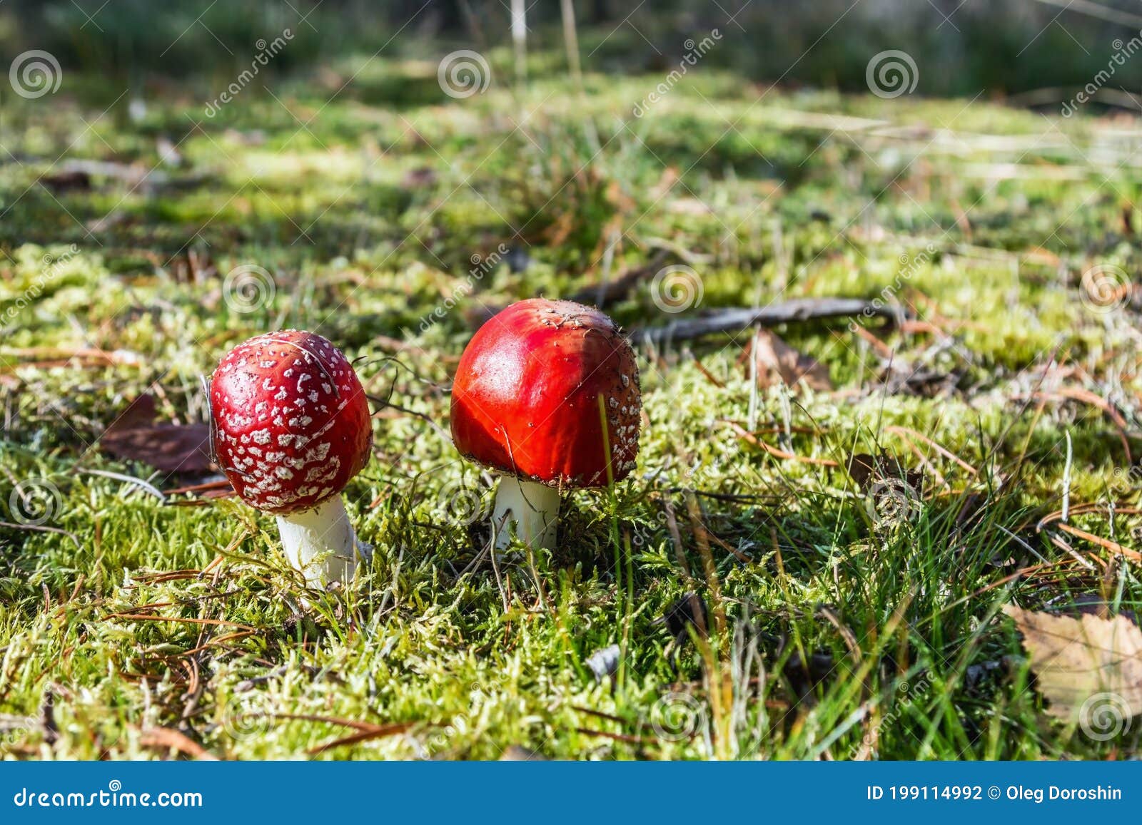 Fly Agaric Mushroom Poisonous Grow in the Forest Stock Photo - Image of ... Fly Agaric Mushroom Poisonous Grow in the Forest Stock Photo - Image of ...