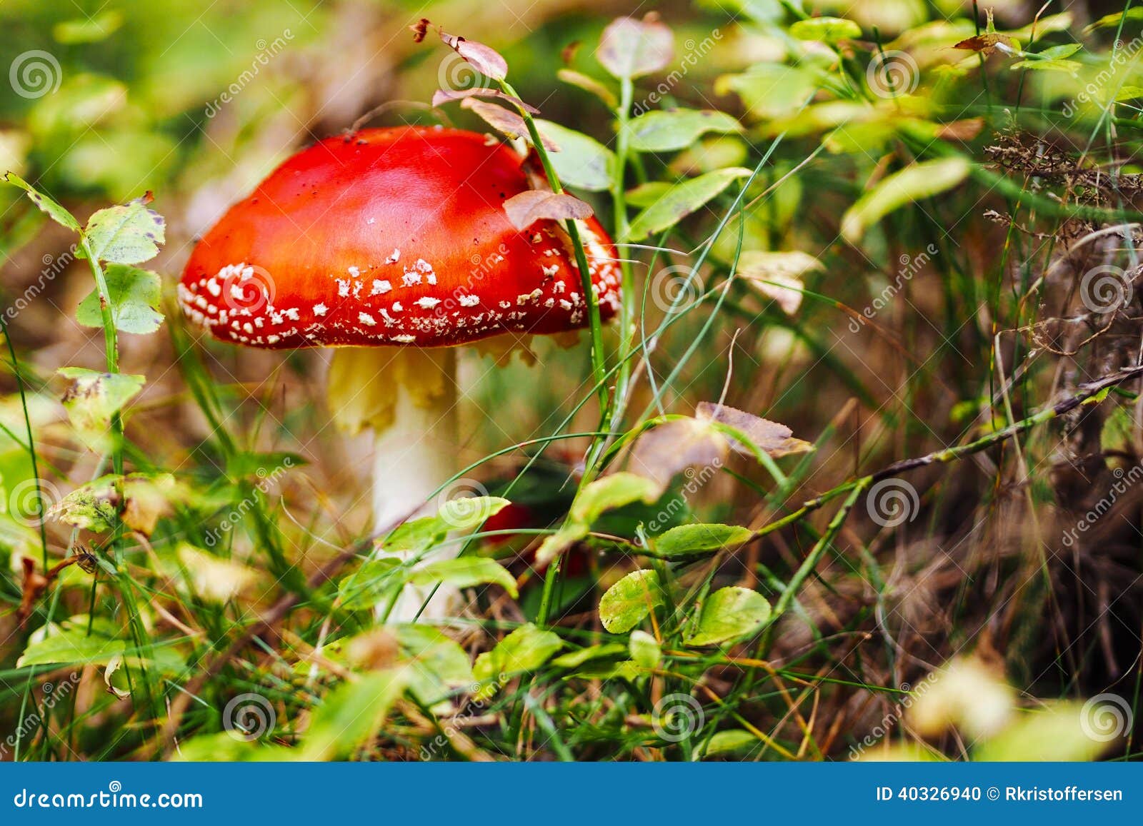 Fly agaric stock photo. Image of food, green, mushroom - 40326940