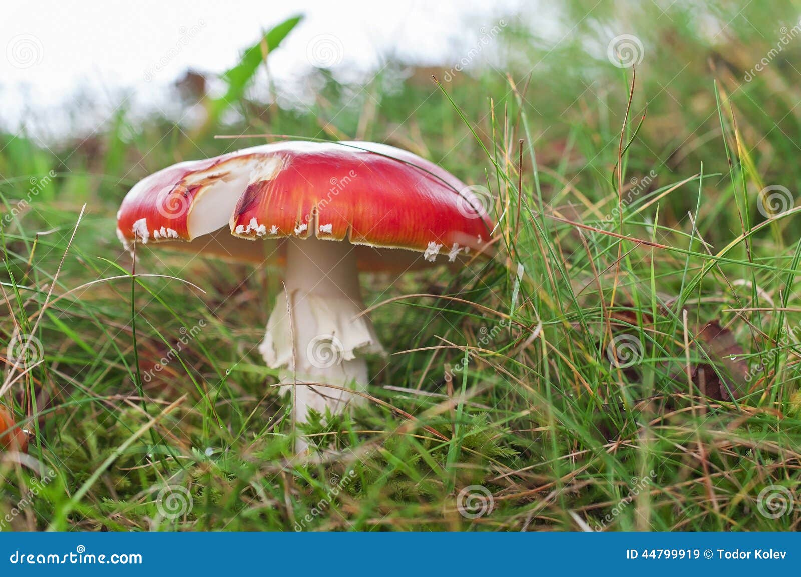 Fly Agaric stock image. Image of green, grass, nature - 44799919
