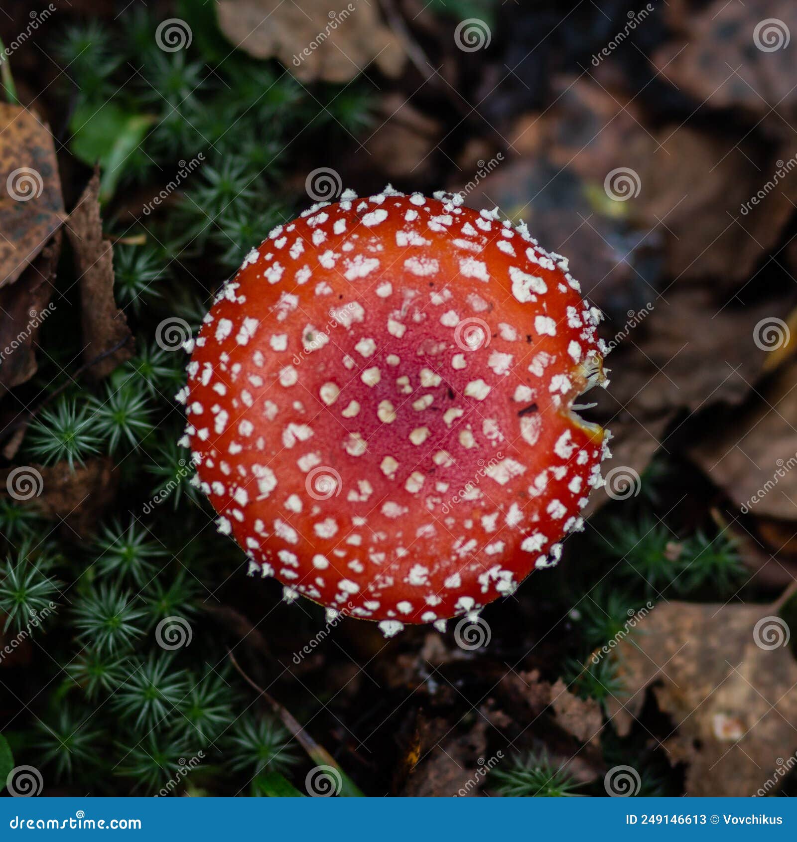 Fly Agaric Red. Red Poisonous Fly Agaric in the Forest. View from Above ...
